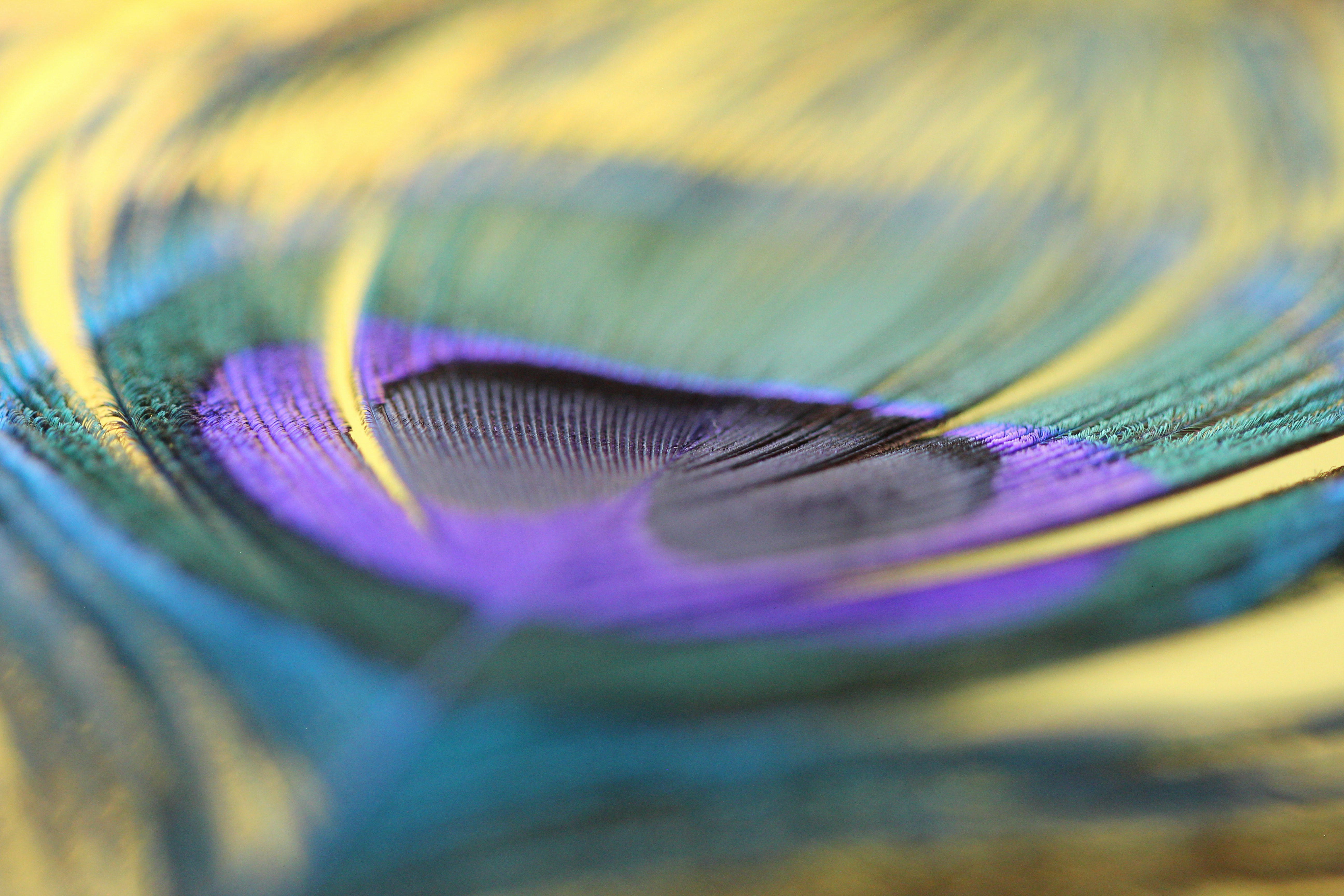 Macro close-up of a peacock feather with vivid greens, purples, and yellows; the central eye-like motif is emphasized, showcasing intricate micro-structure and color layering.
