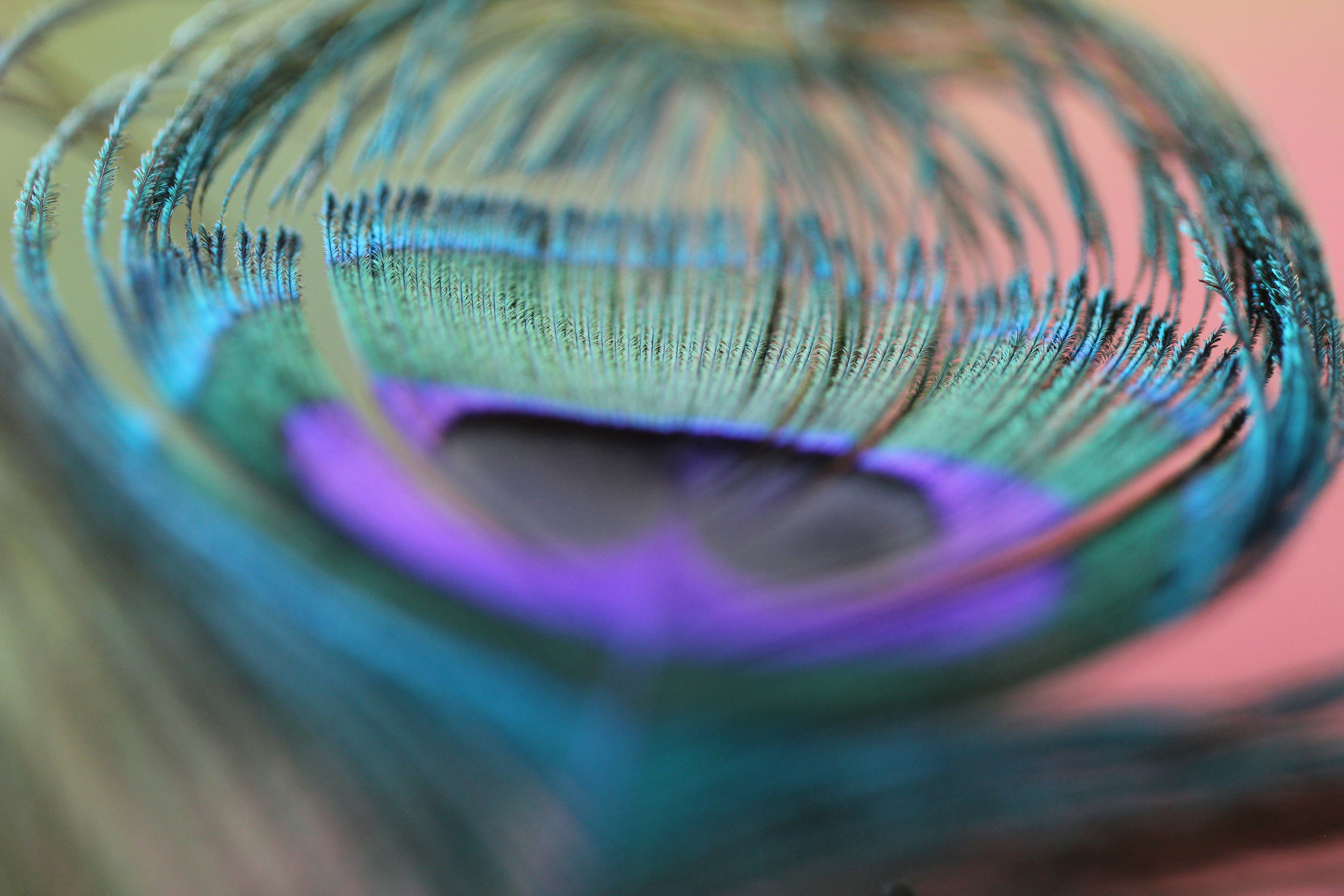 Iris of Color: A Macro Study in Feather and Hue
