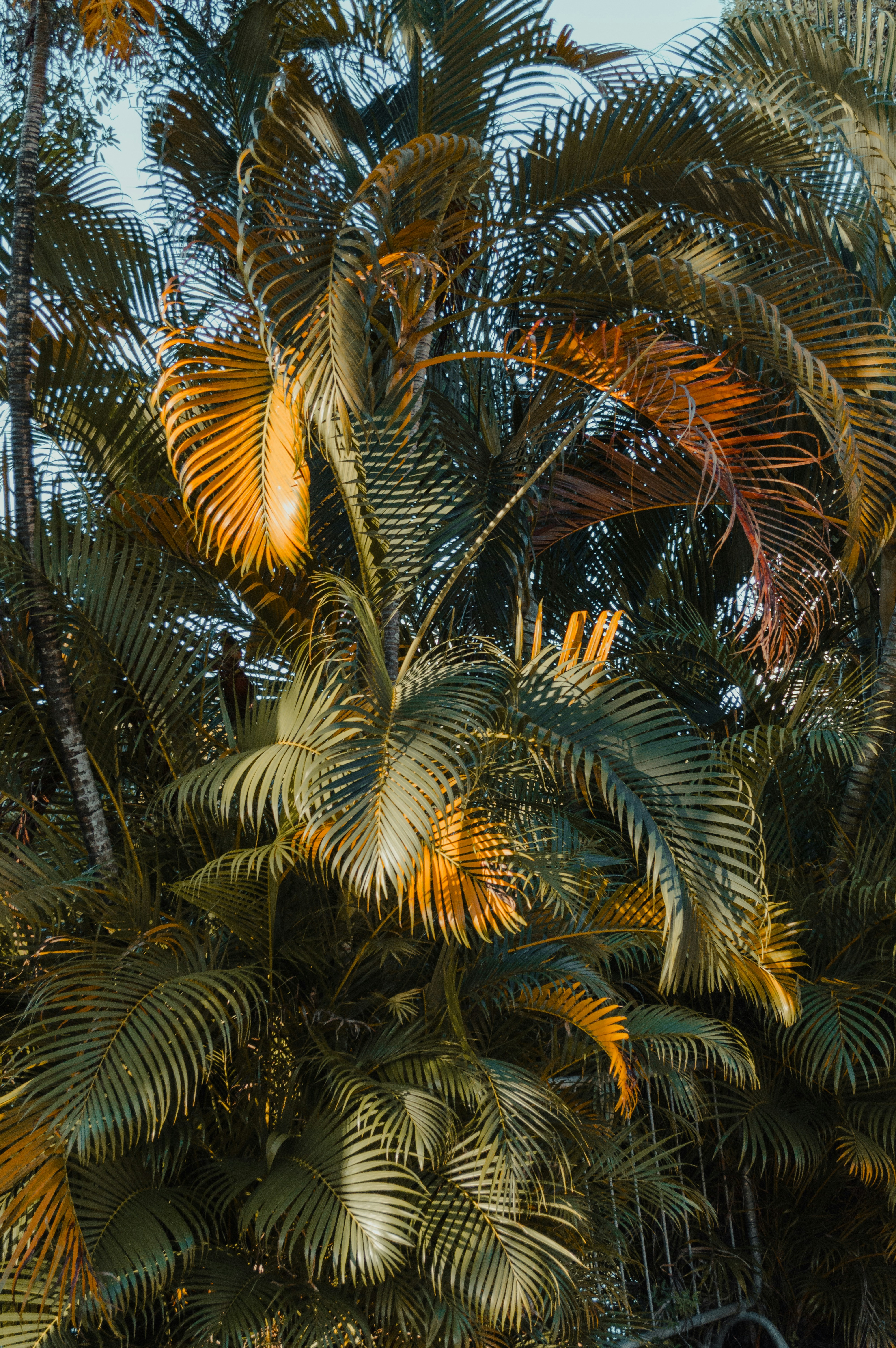 Sunlit Fronds: A Tropical Tangle of Light and Leaves