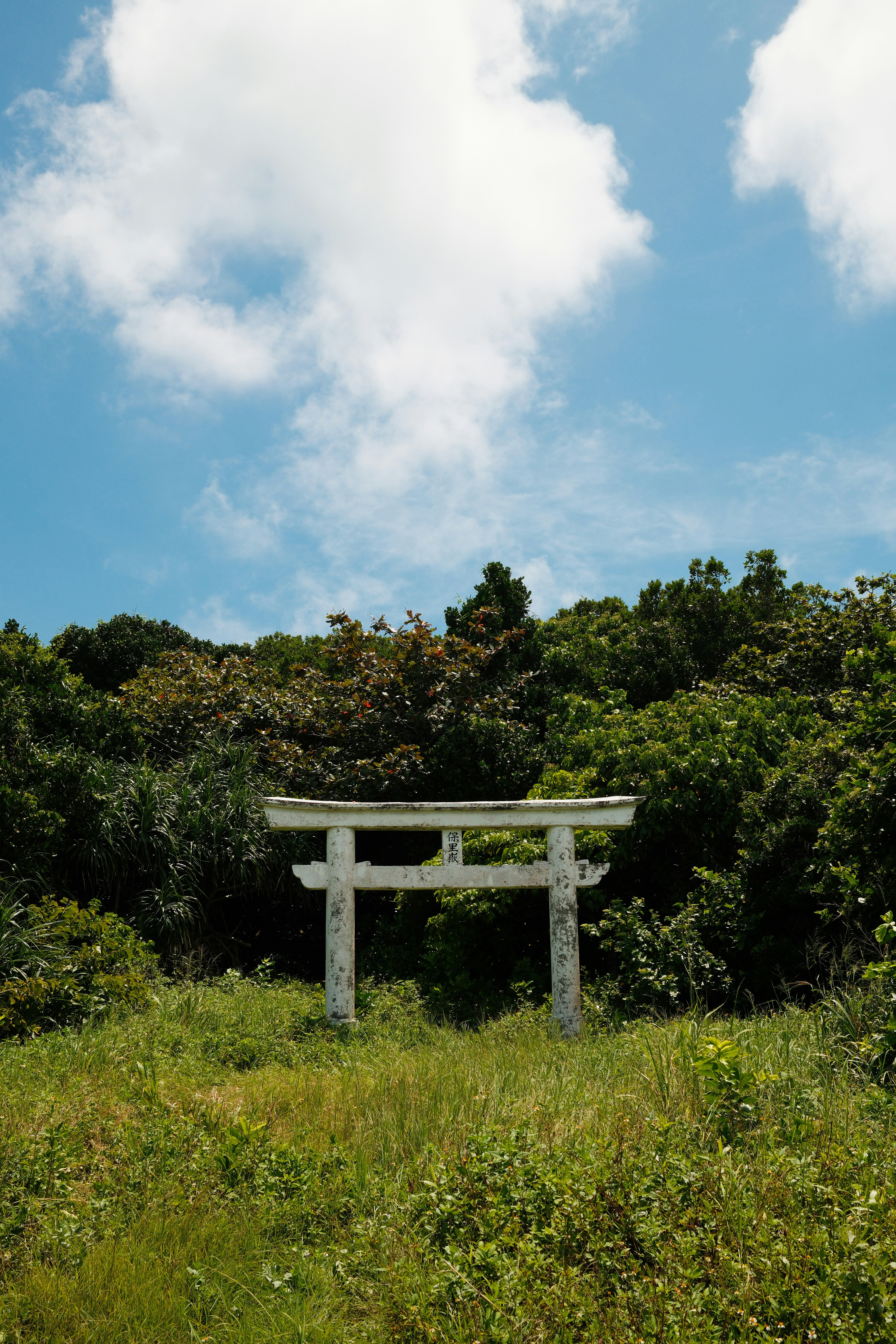 White Torii Gate Emerges from Coastal Brush