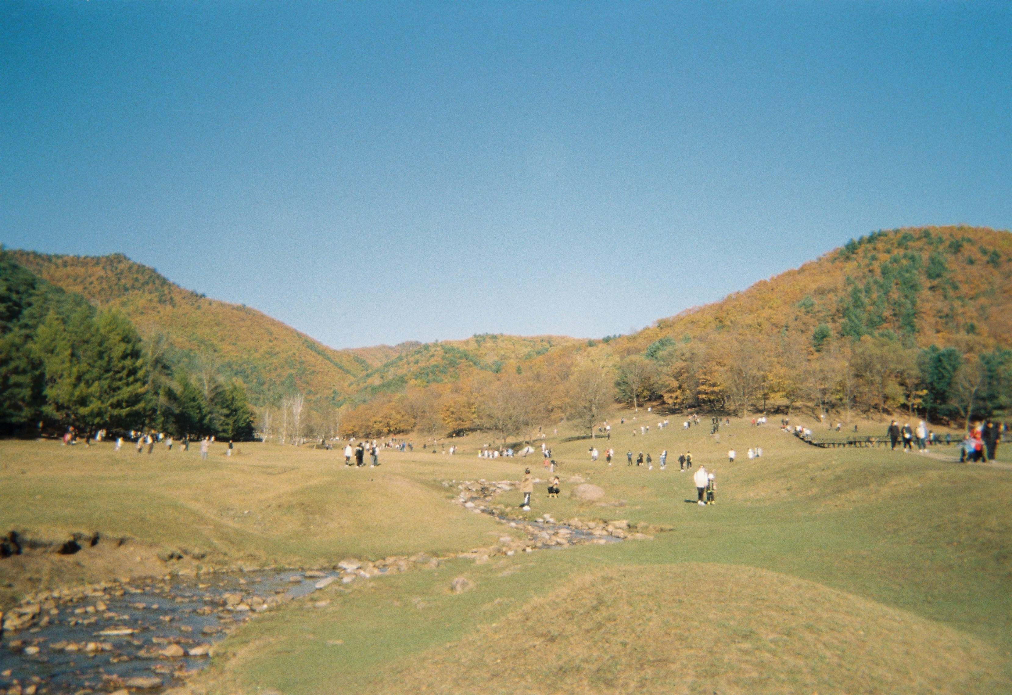 Autumn Hillside Parade by a Quiet Stream