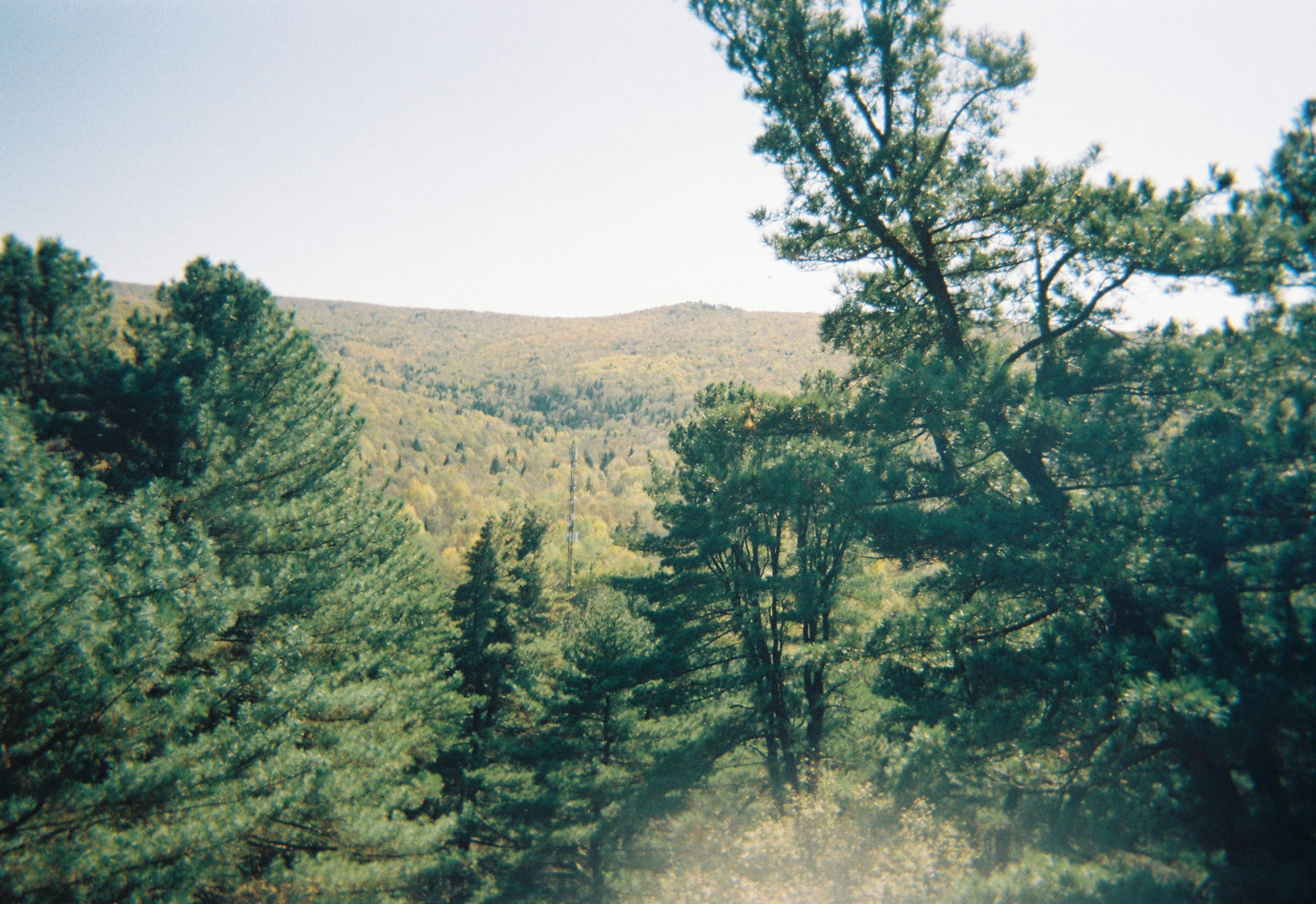 Dawn in the Pines: A Quiet Ridge View
