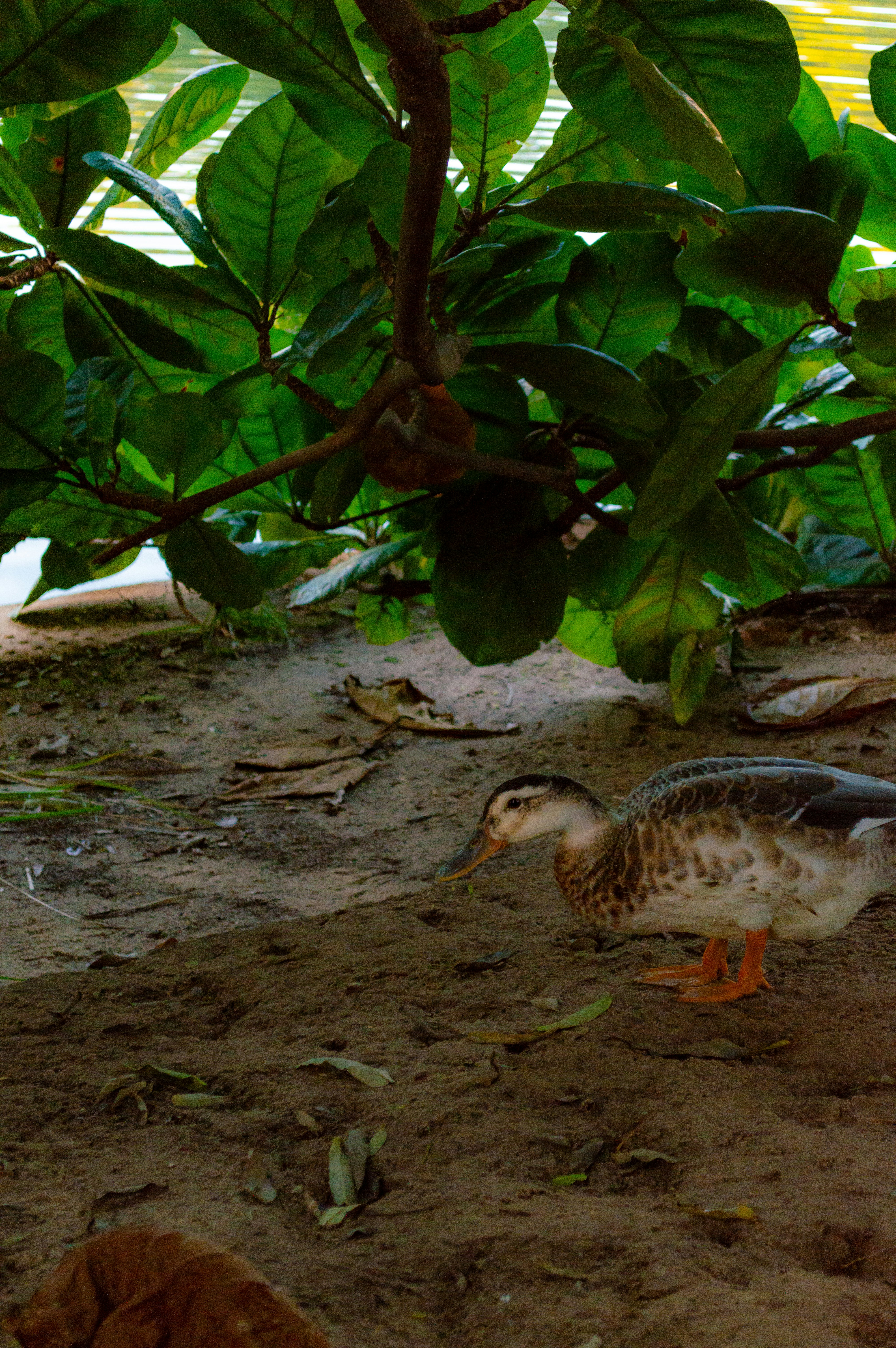 Duck in the shade: a small scene under green leaves by the riverbank