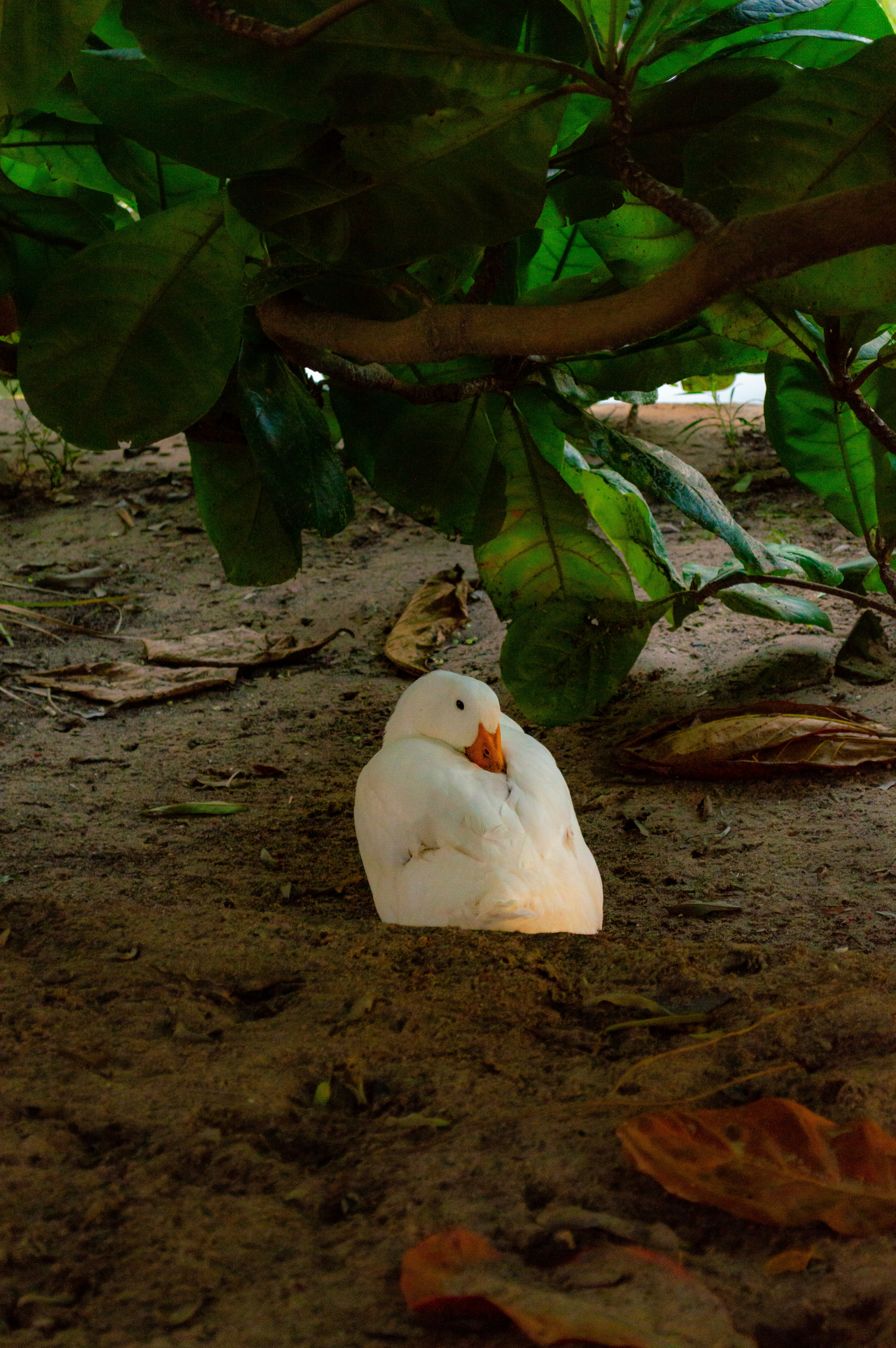 White Duck Beneath a Canopy: A Quiet Moment on Forest Floor