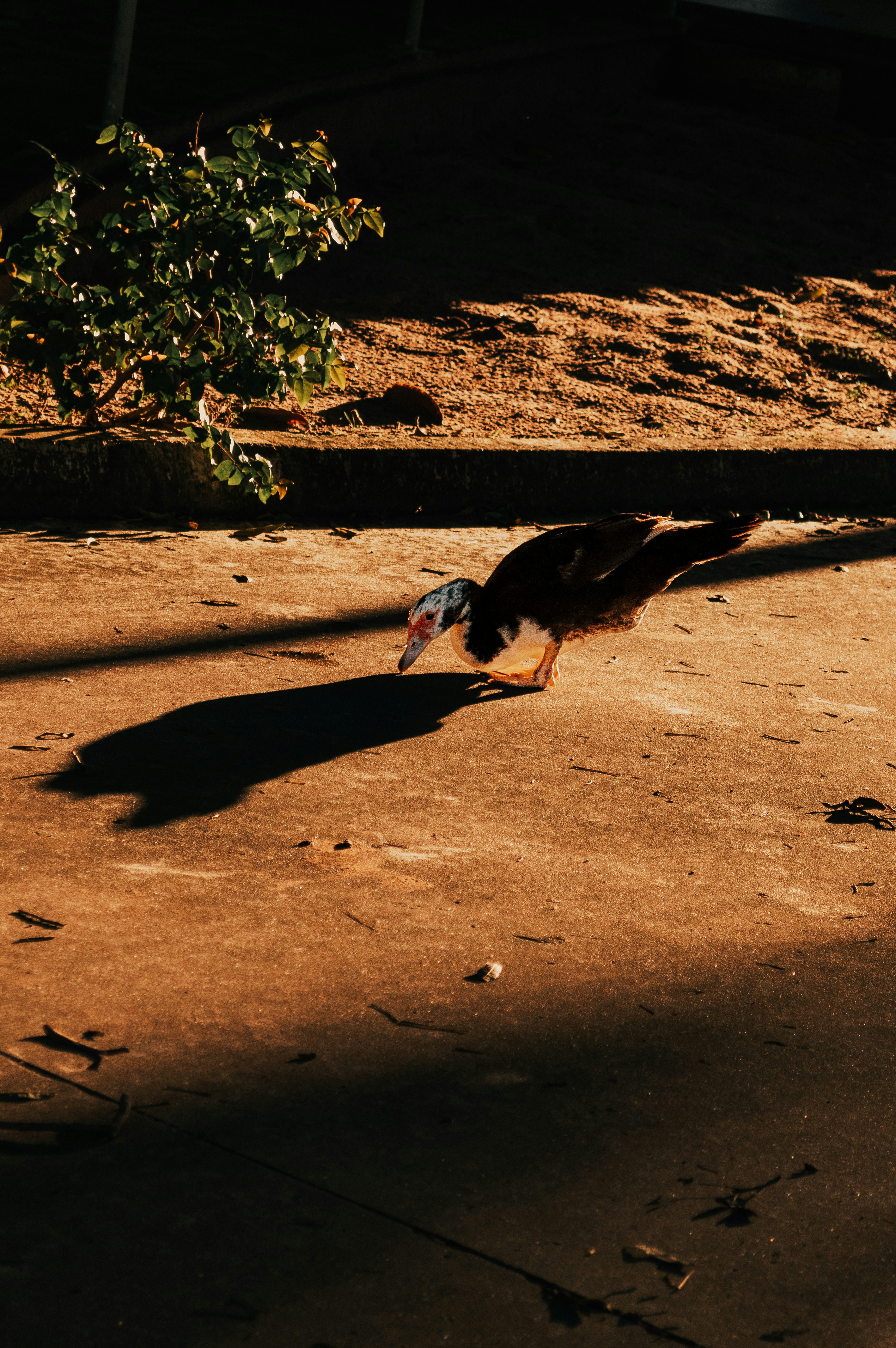 Shaded Ground, Alert Gull in Warm Hues
