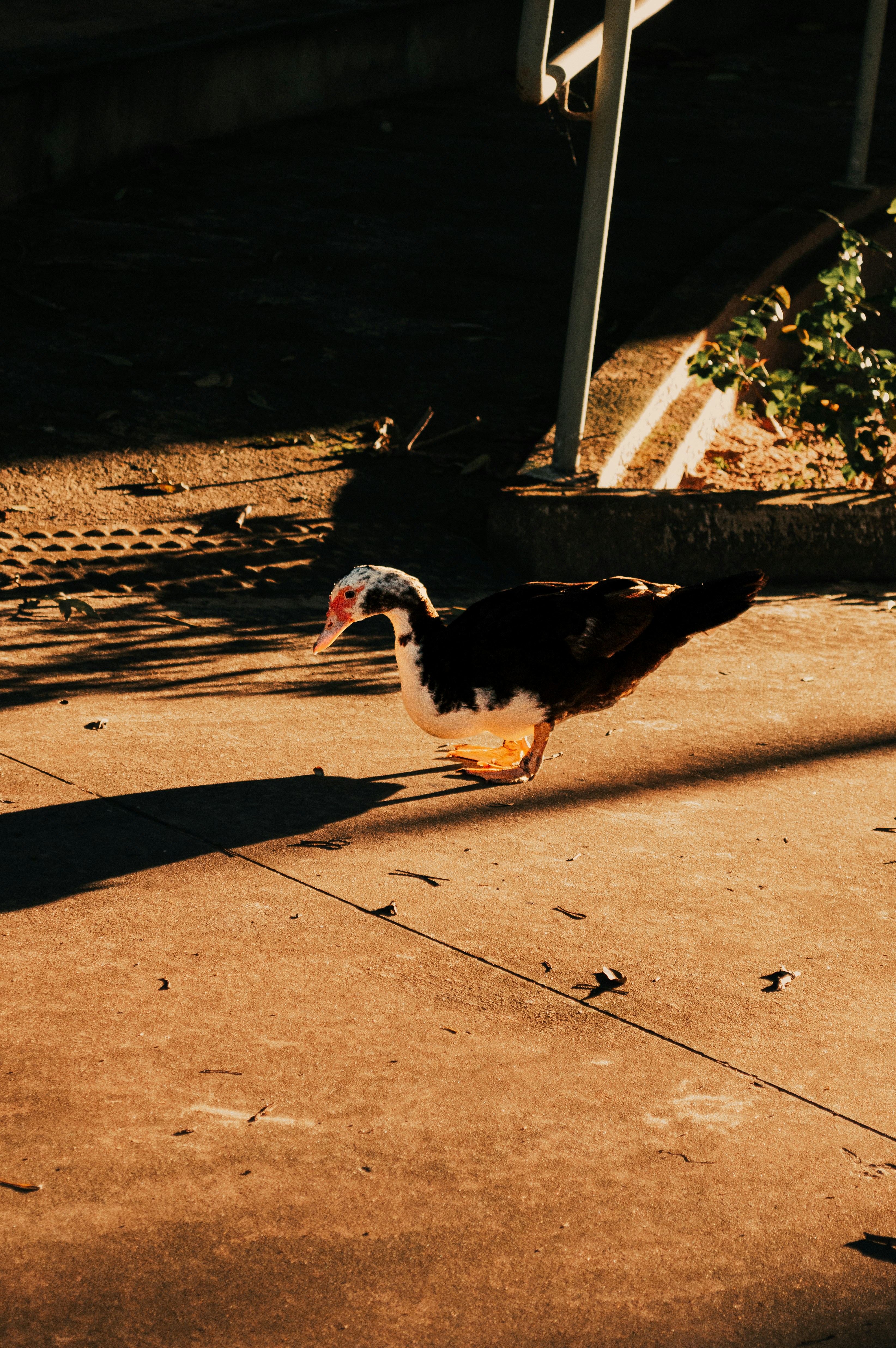 Feathered Triumphant Stroll: A Black-Chested Bird in the Warm Grounded Light