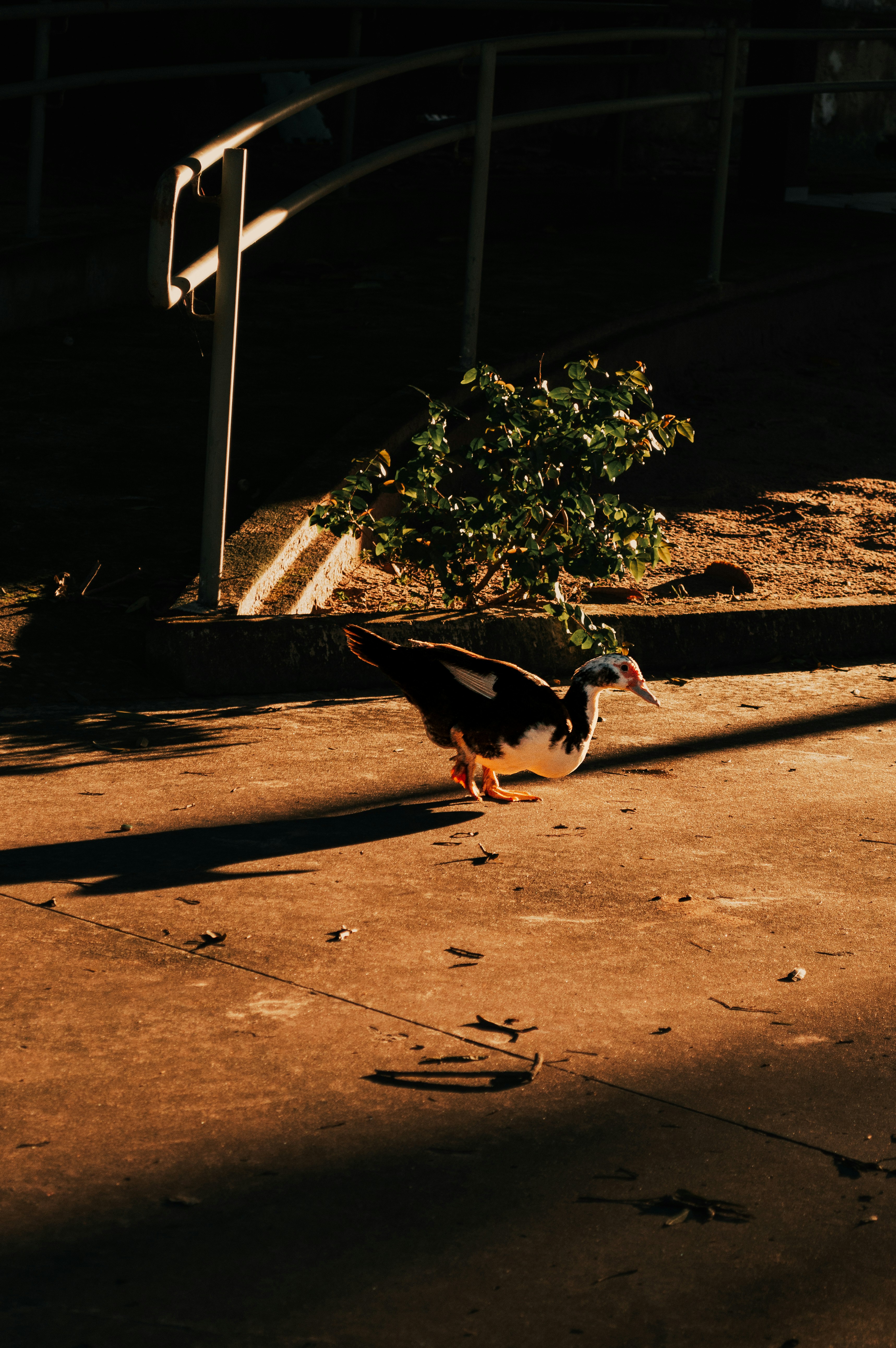 Midday Stroll: A Duck Wonders Through Dappled Light