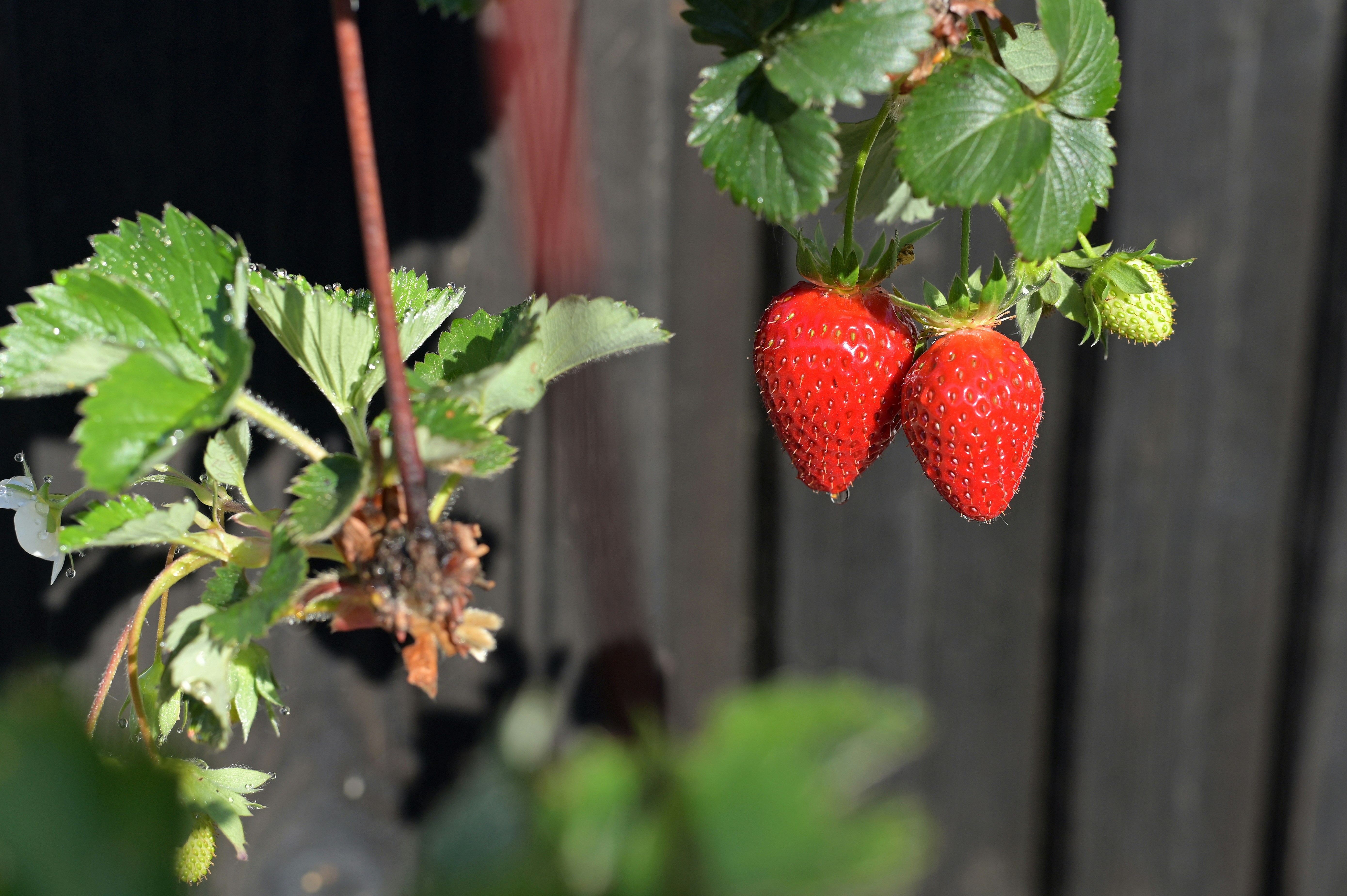 Two ripe strawberries on a vine against a weathered fence
