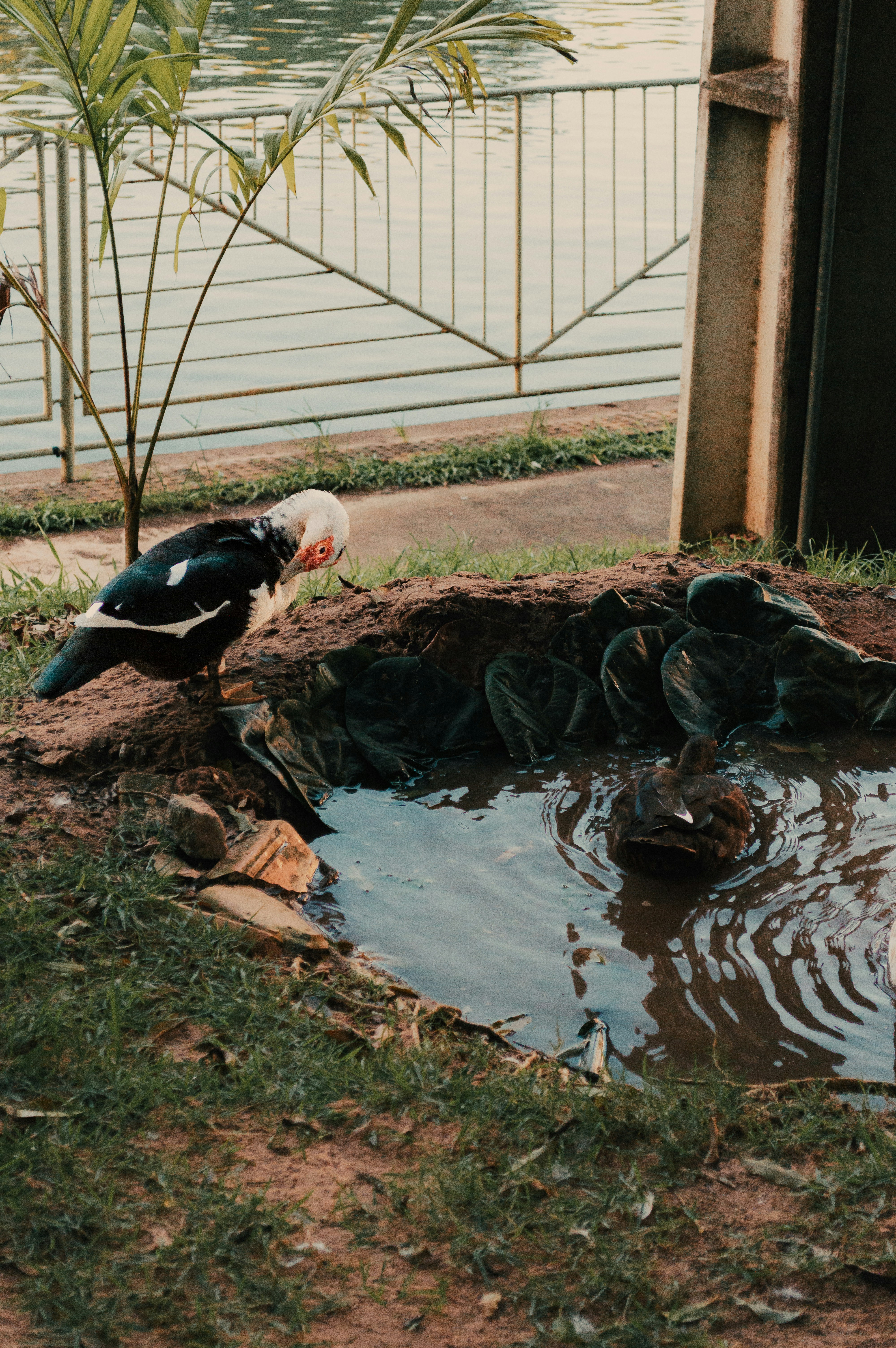 Crossing Pond: A Black-White Moorhen Pausing by the Water’s Edge