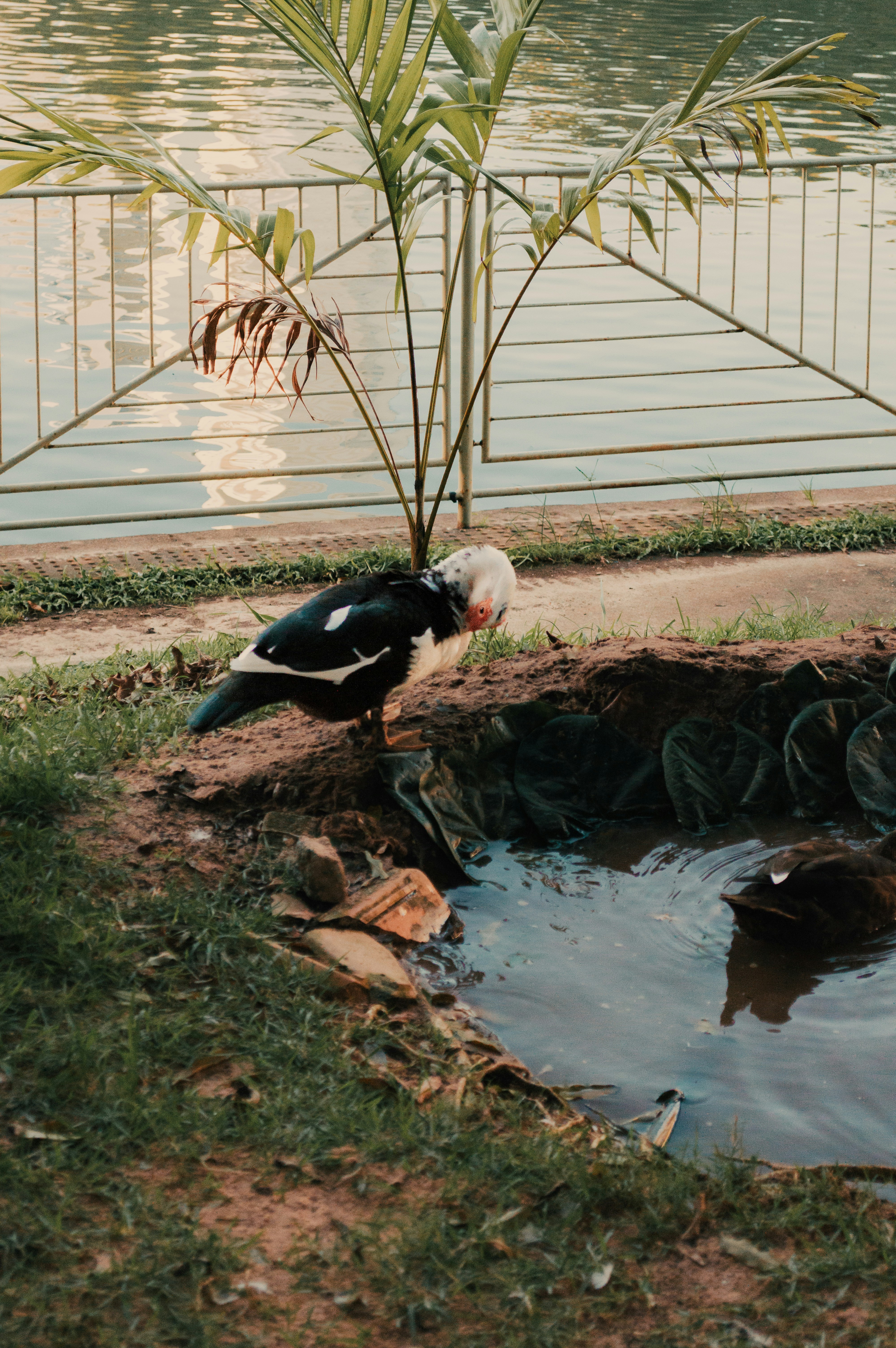 Cleaner Beak, Quiet Pond: A Black-White Toucan by the Waterfront
