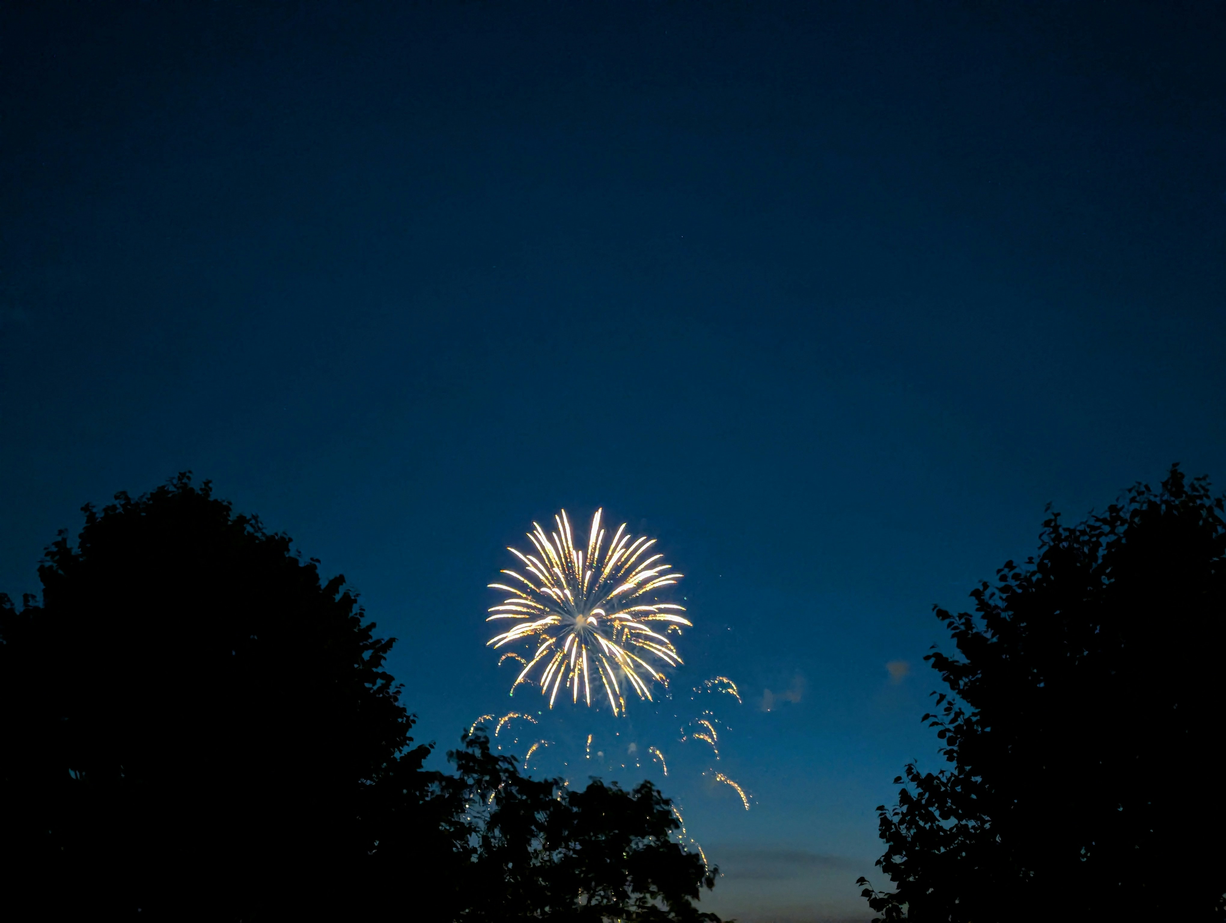 Fireworks Bloom Above Nighttime Canopy