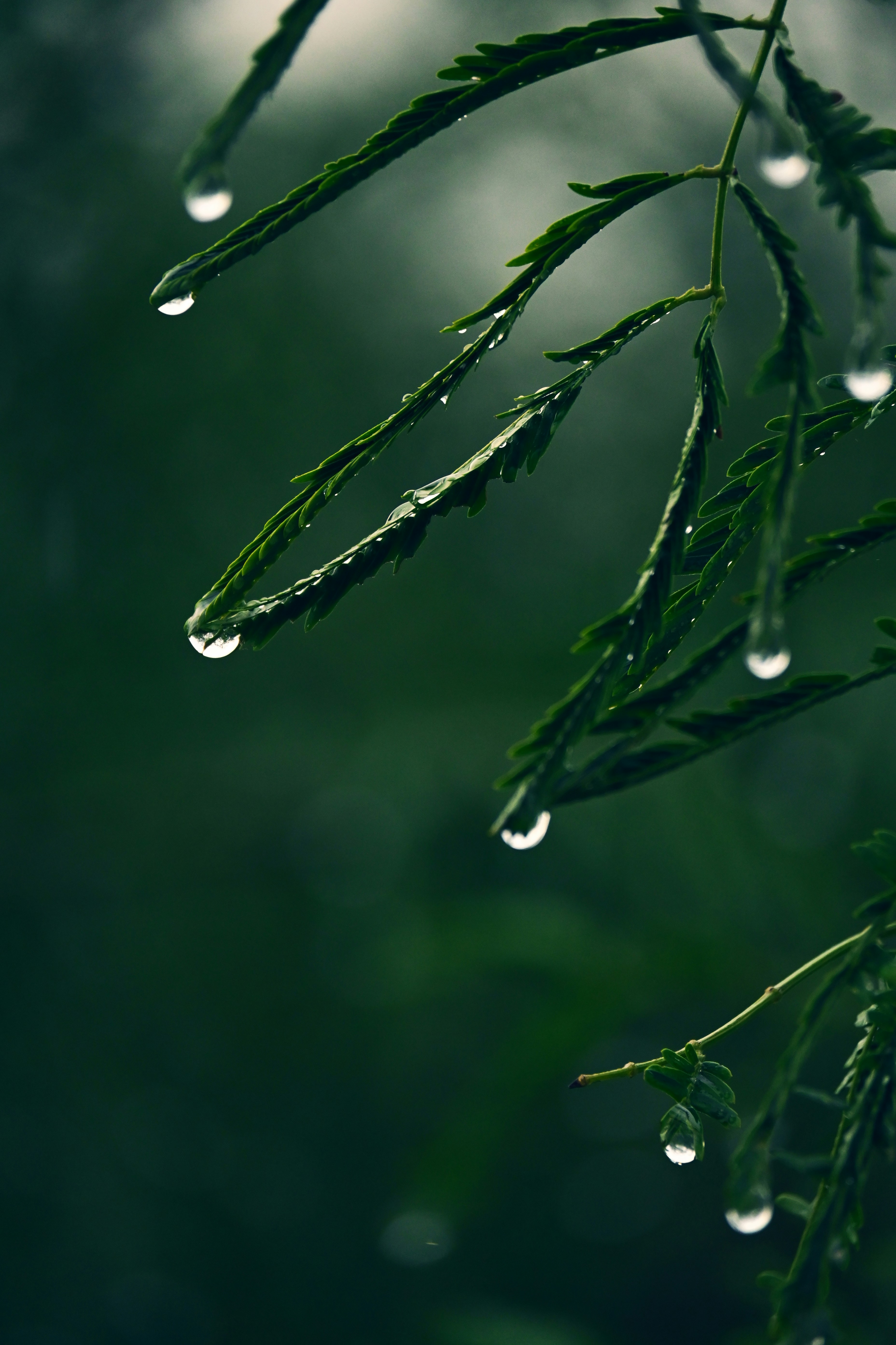 Dew-kissed Ceders: Morning Drops on Verdant Needles