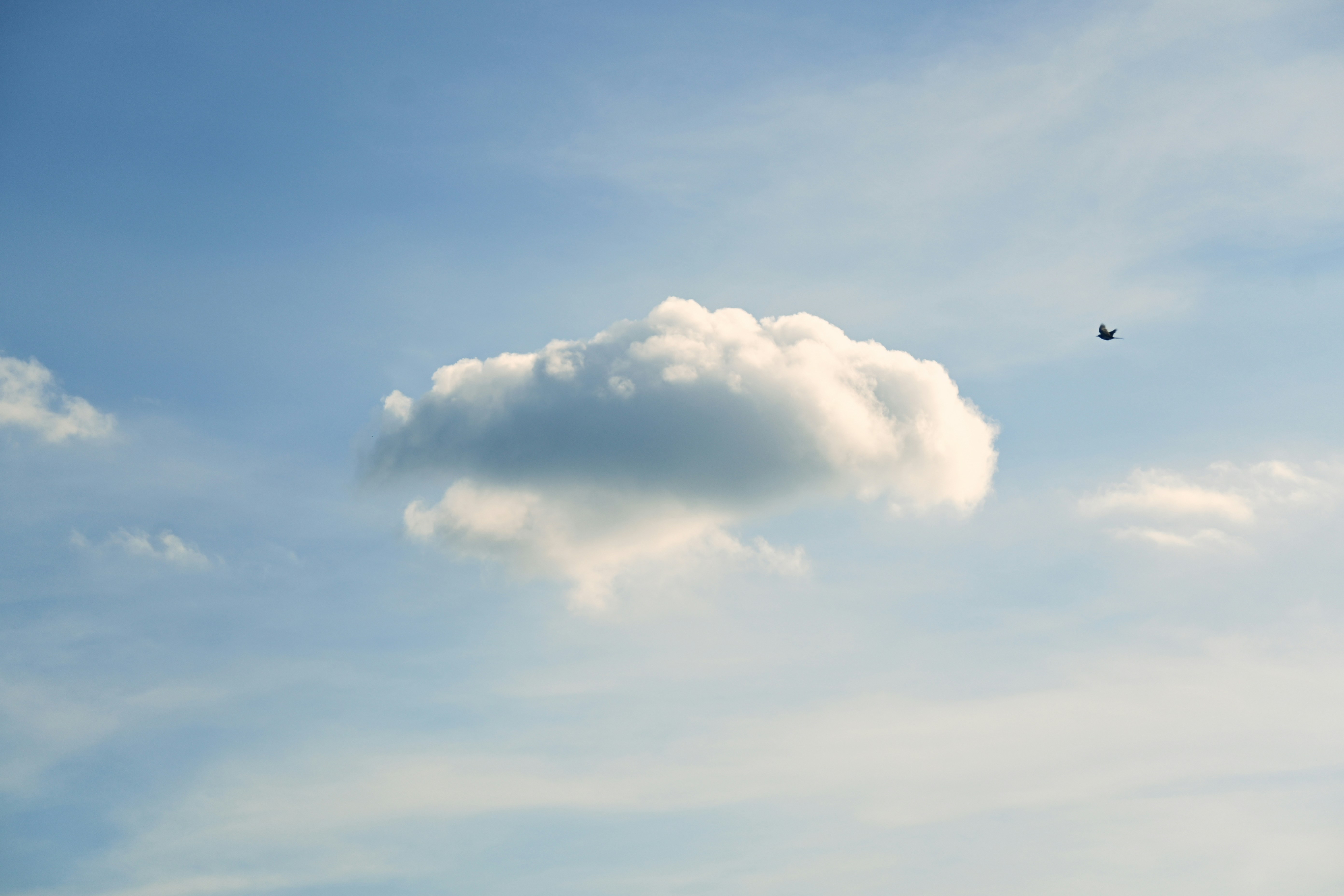 A lone cloud and a distant bird in boundless sky