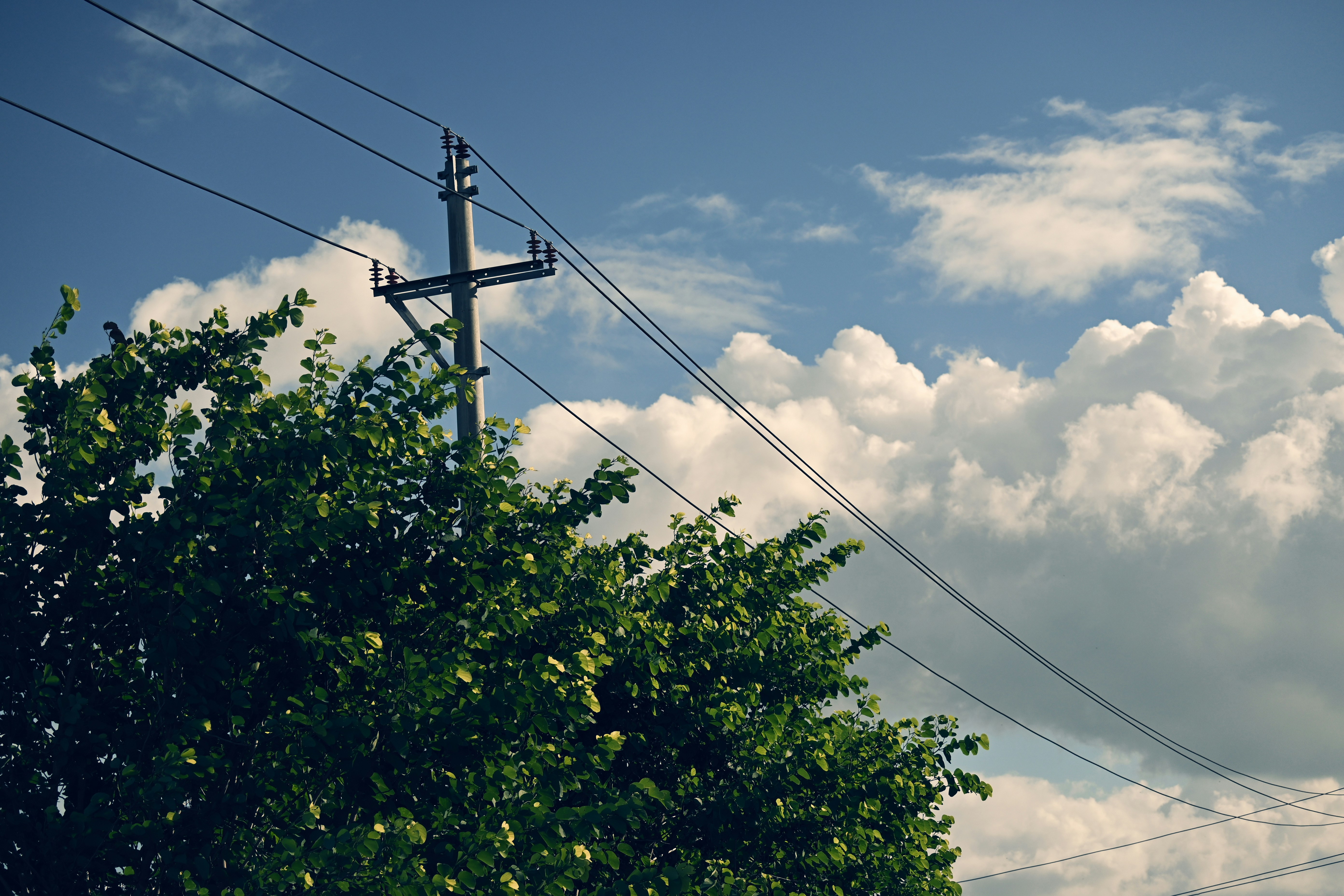 Power Lines Reach for the Sky Above a Leafy Canopy