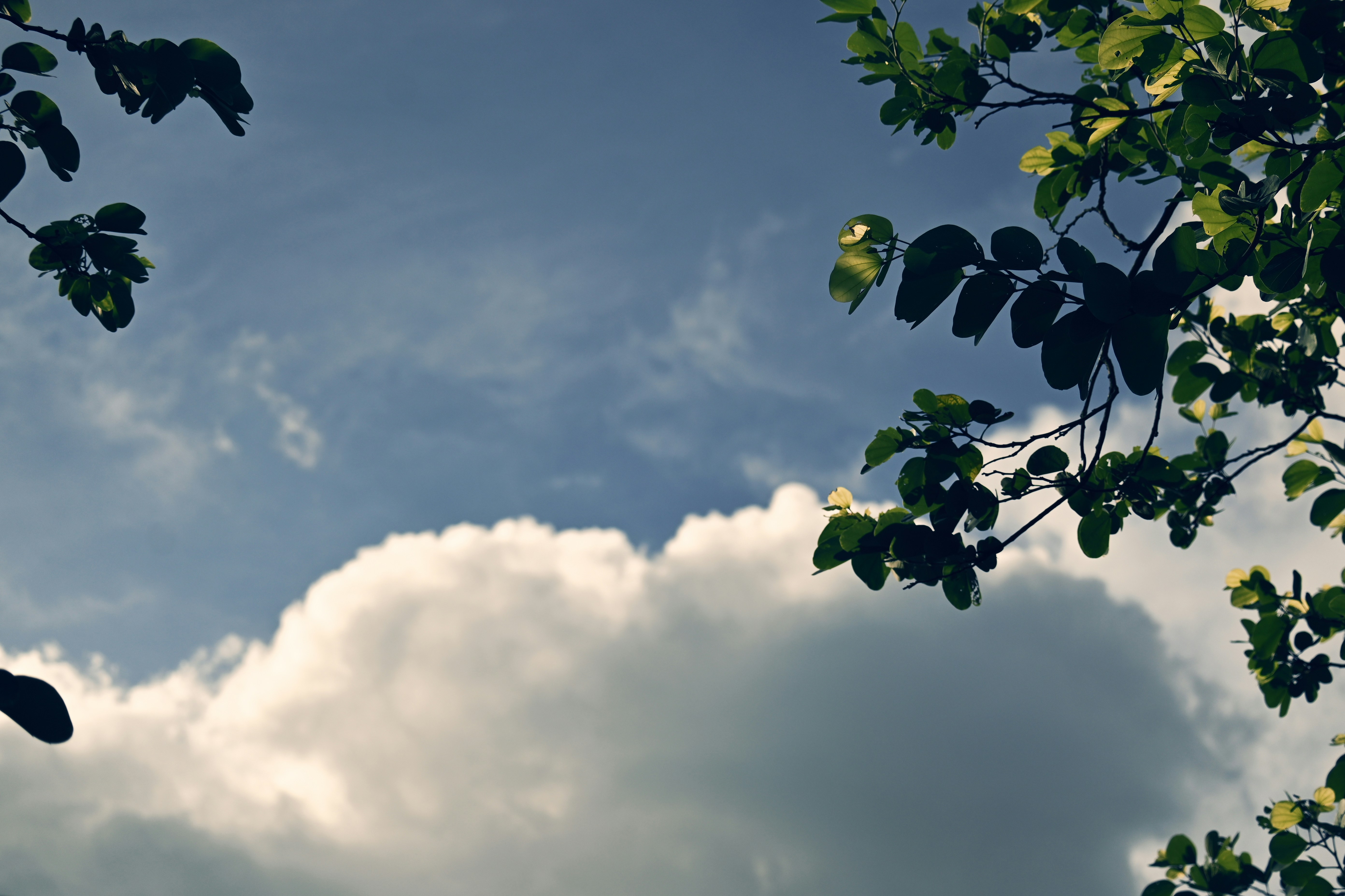 Azure Gaps: Cloud Light Framing Vines