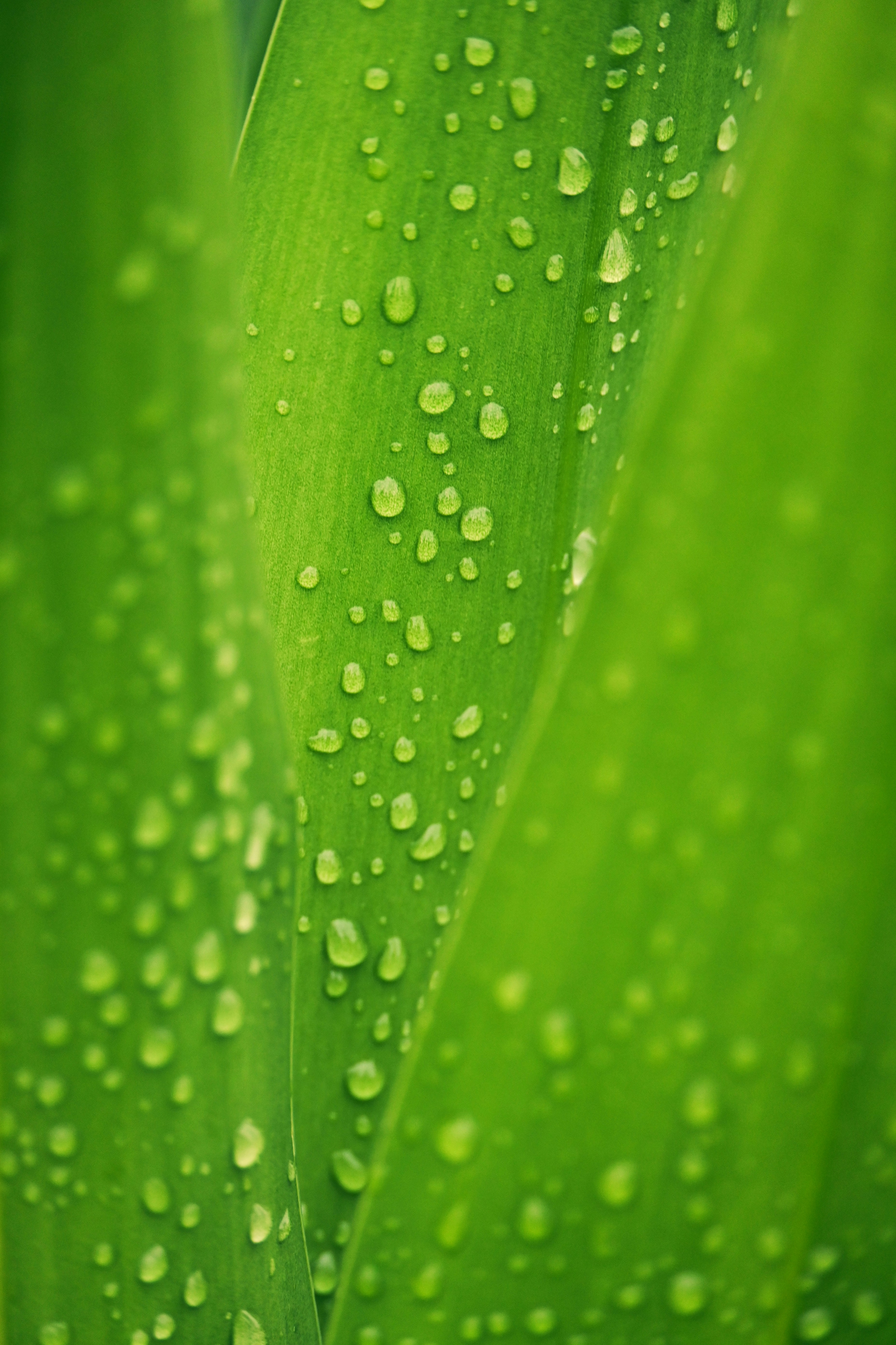 Dew-Sparkled Emerald: Close-Up of Plant Nerves and Beads
