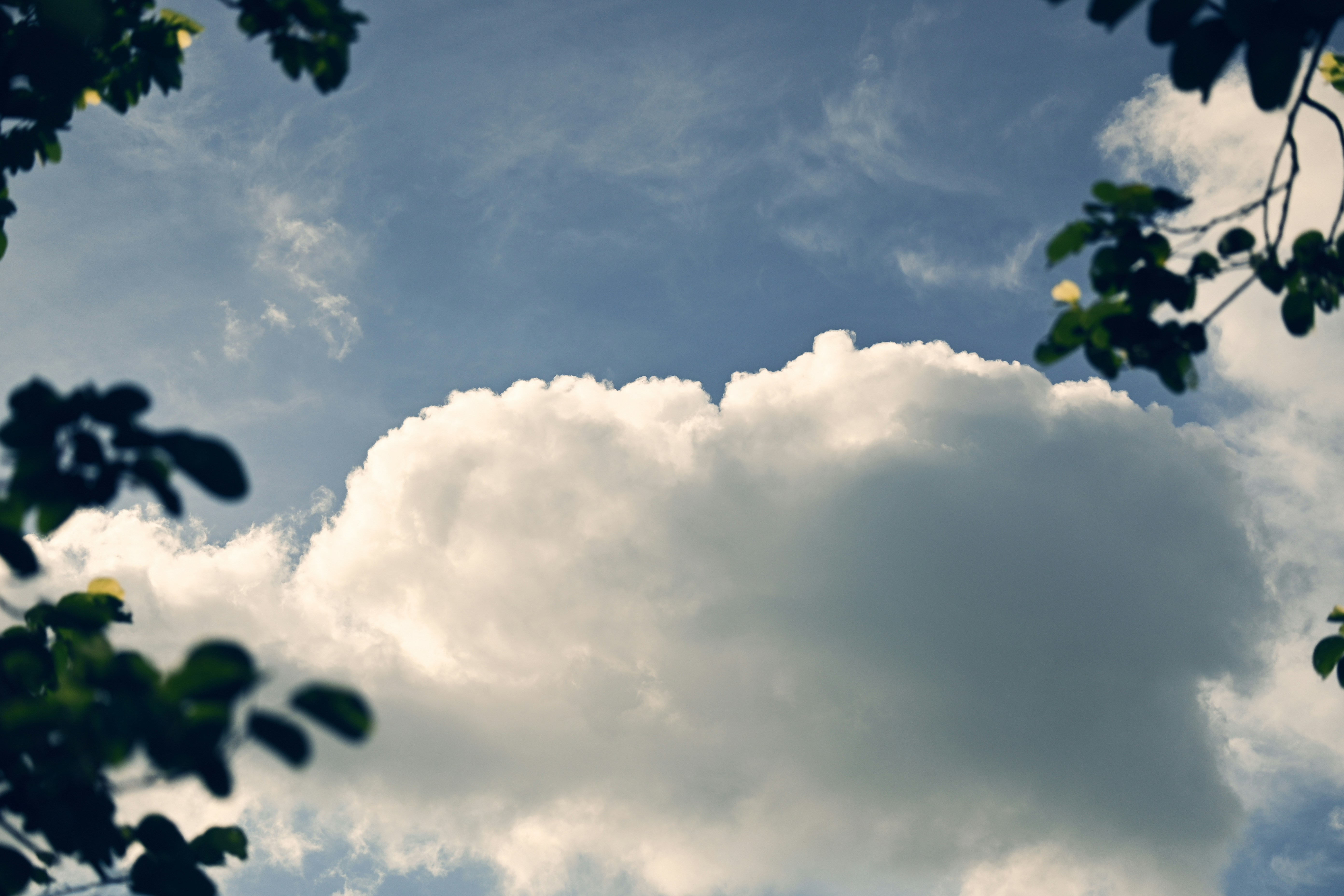 Cloudbound Frame: A Skyward Gap Framed by Leafy Borders