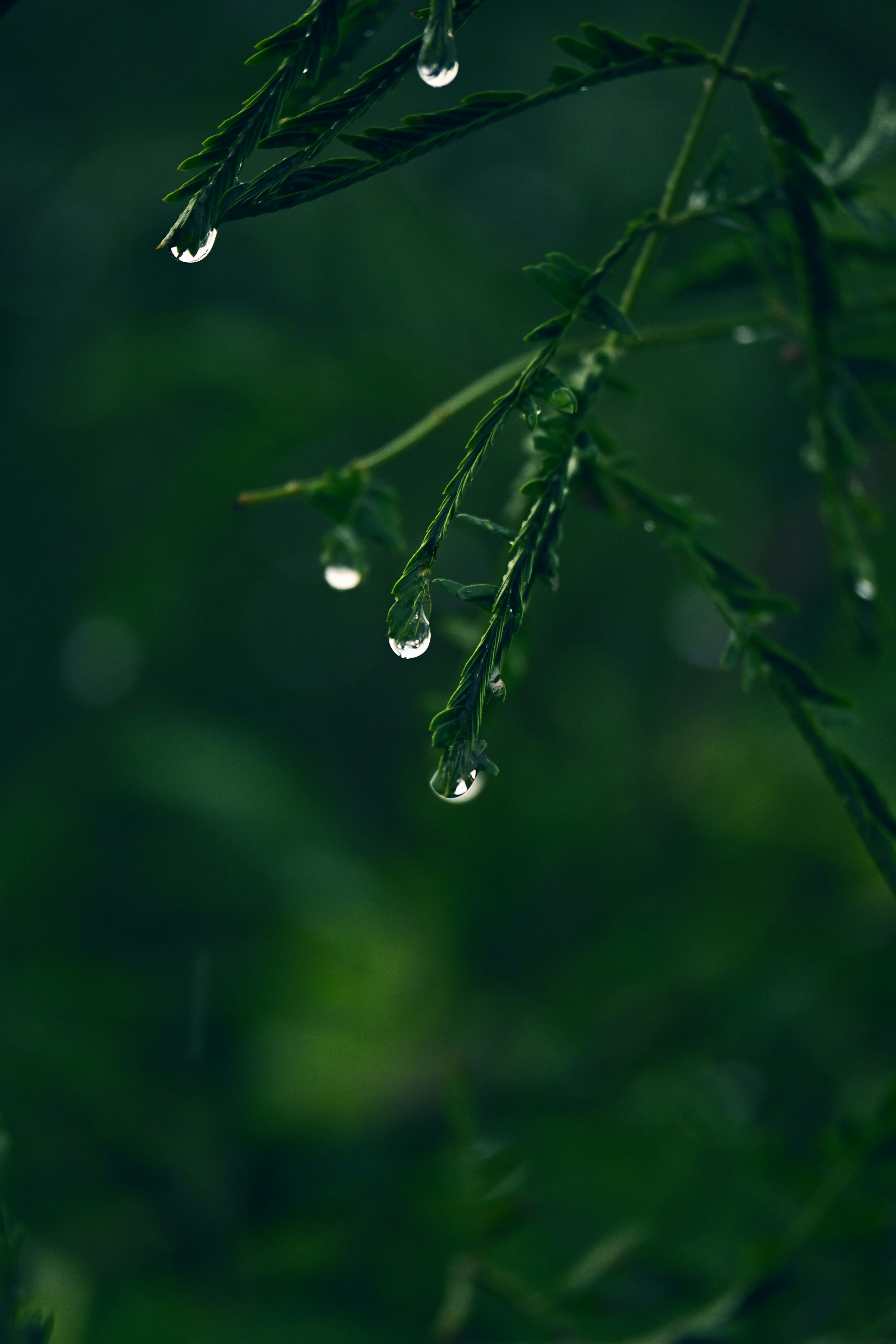 Drop-kissed Ferns: A Close-Up of Dew-Cleated Green