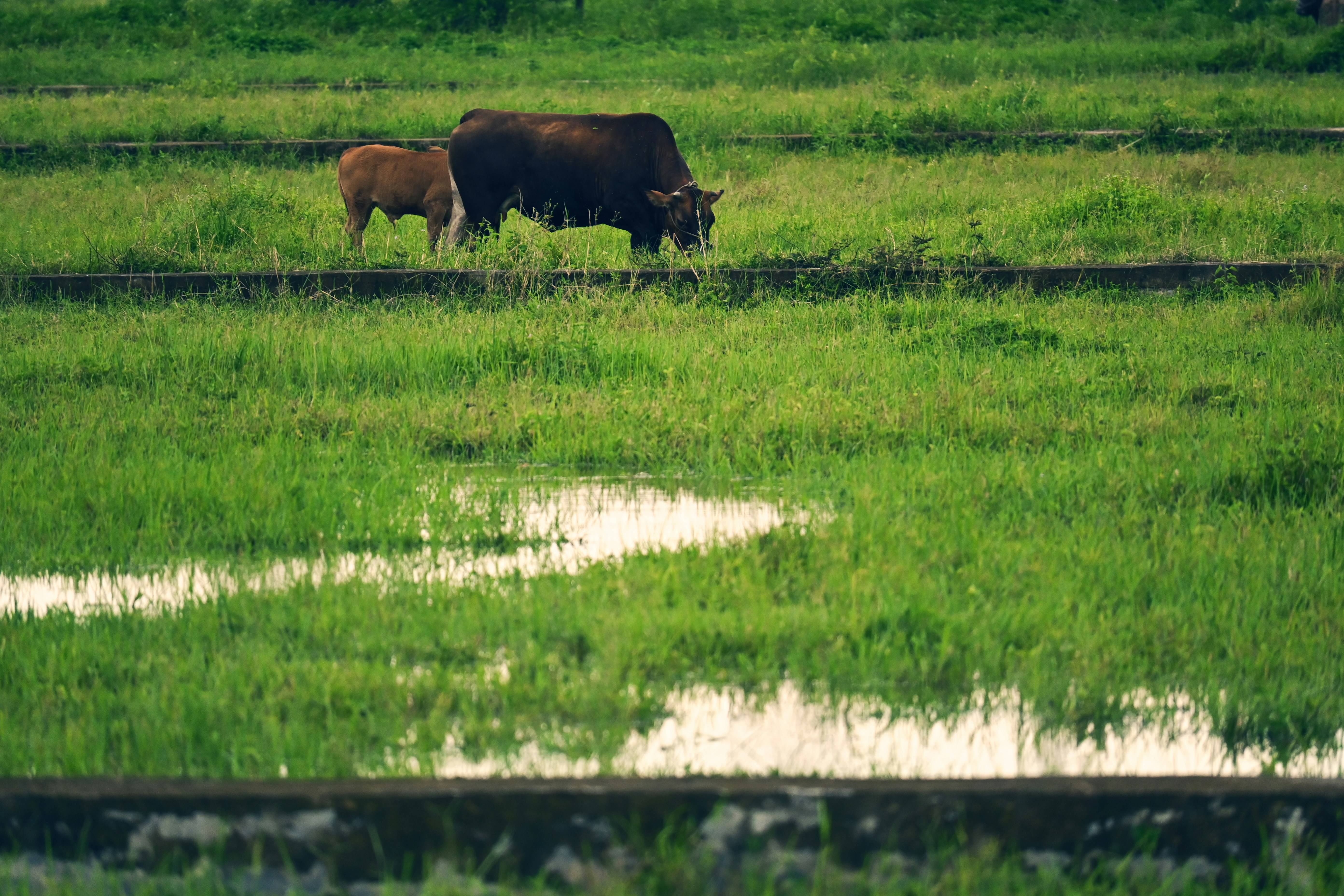 Pasture Pairs: A Pair of Cows Grazing in Soft Morning Light
