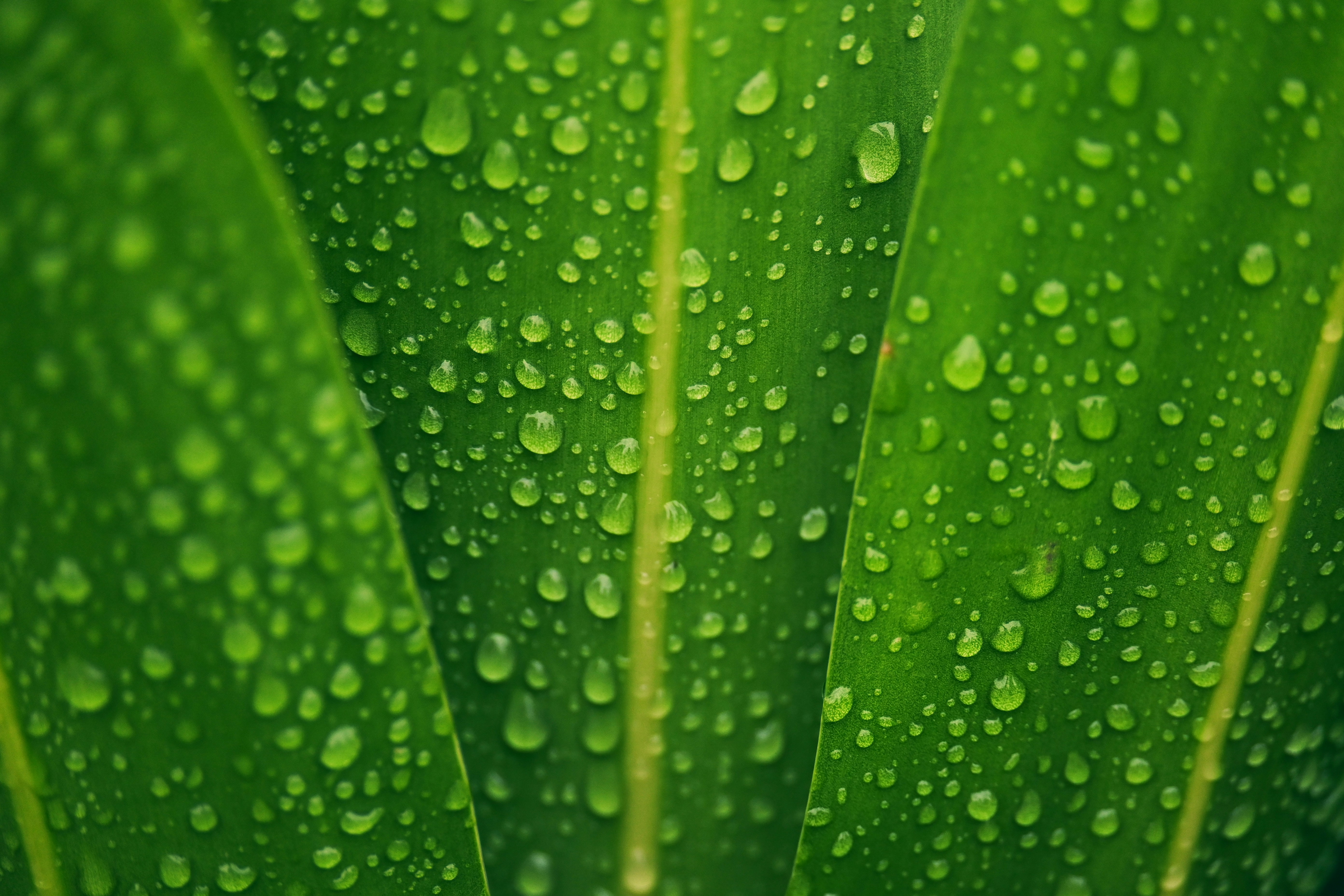 Dew-Kissed Green Strands