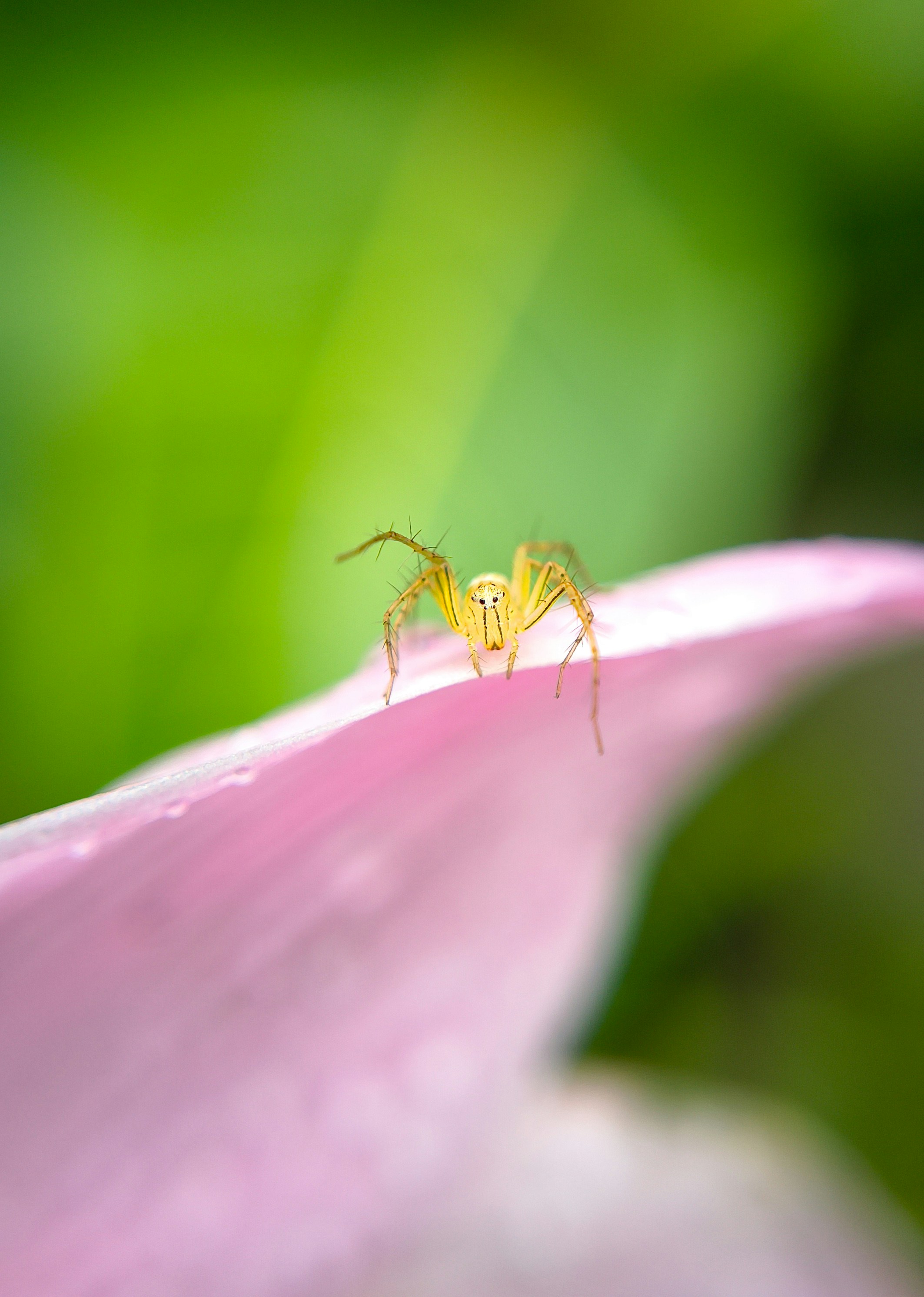 Golden Jumper on a Pink Petal
