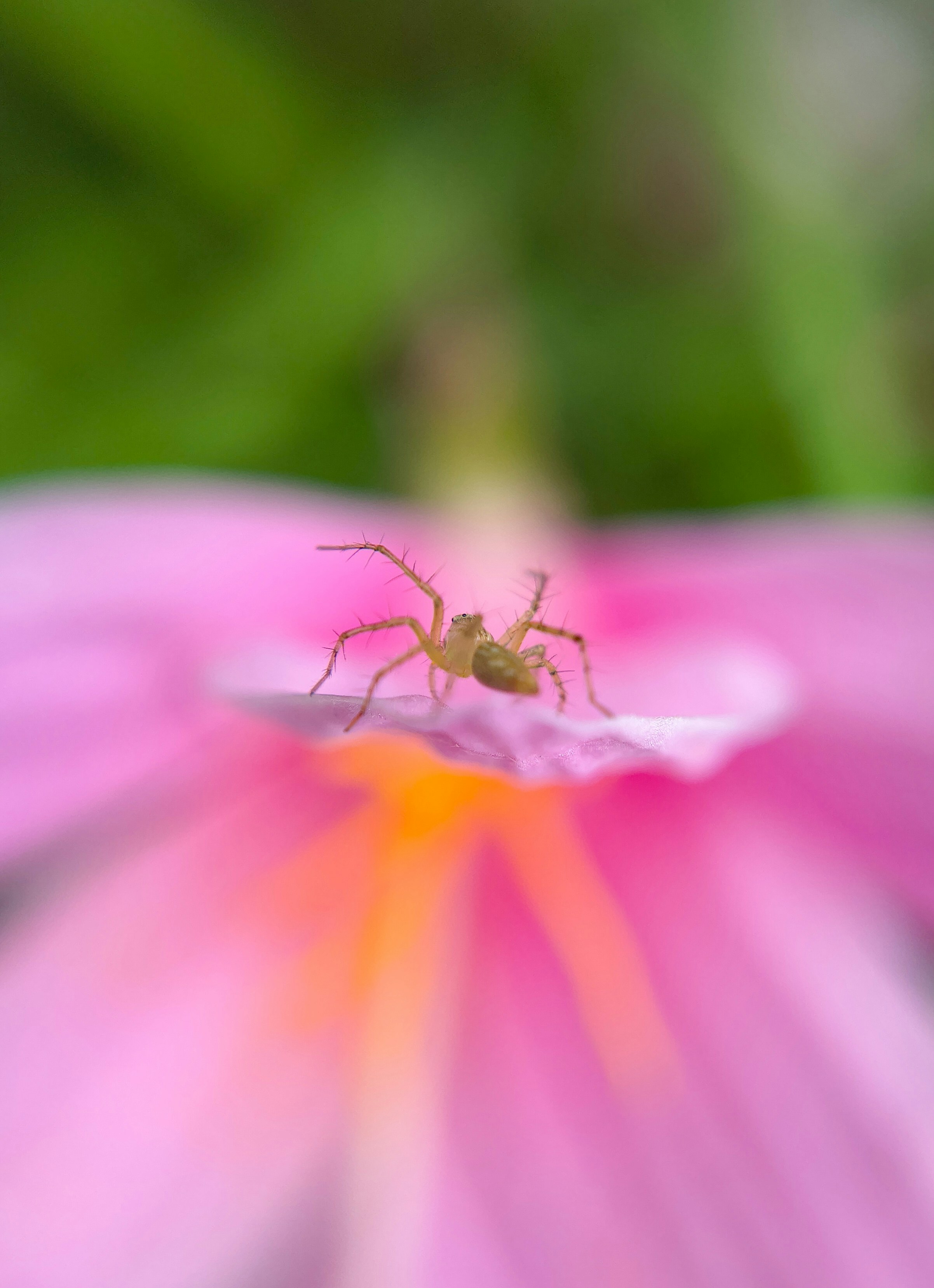 Tiny Acrobat on a Petal Stage