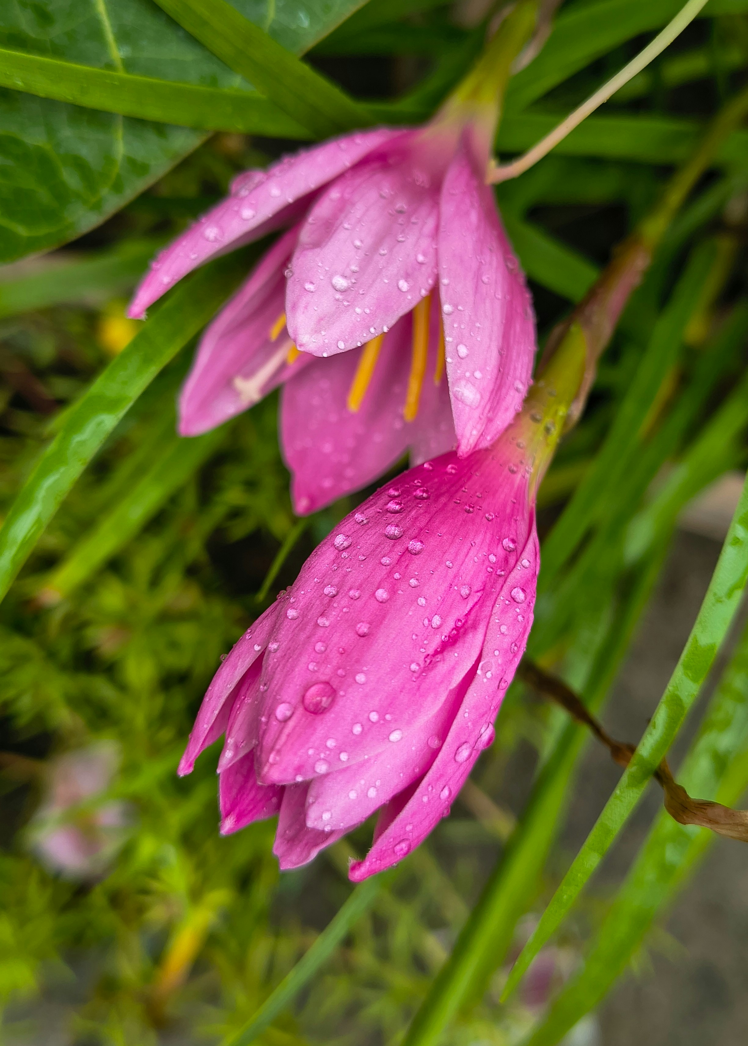 Dew-Kissed Pink Blossom in a Sea of Green