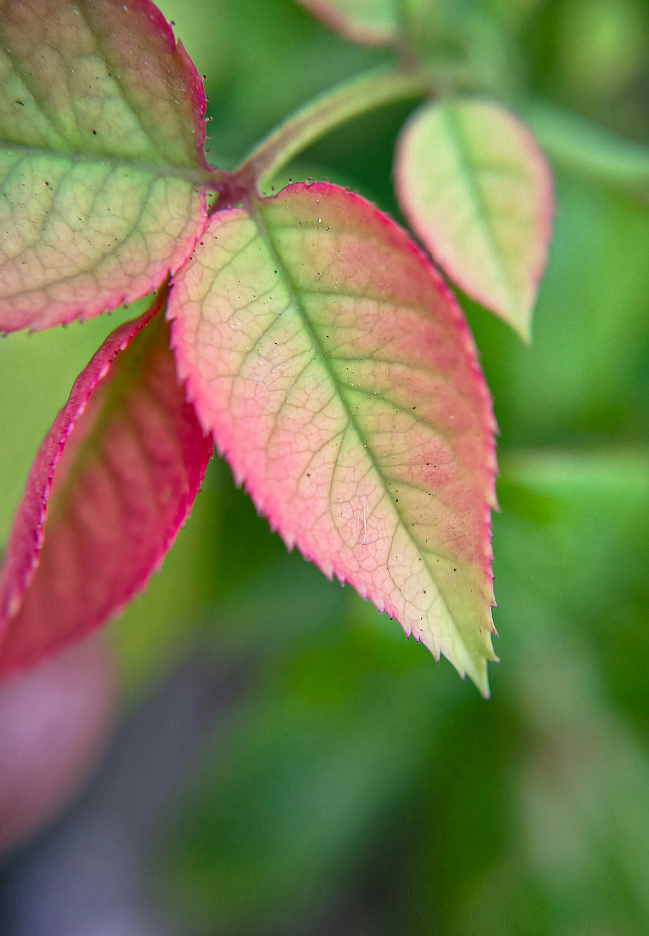 Red-tinged leaf edge in sharp focus with soft bokeh greens