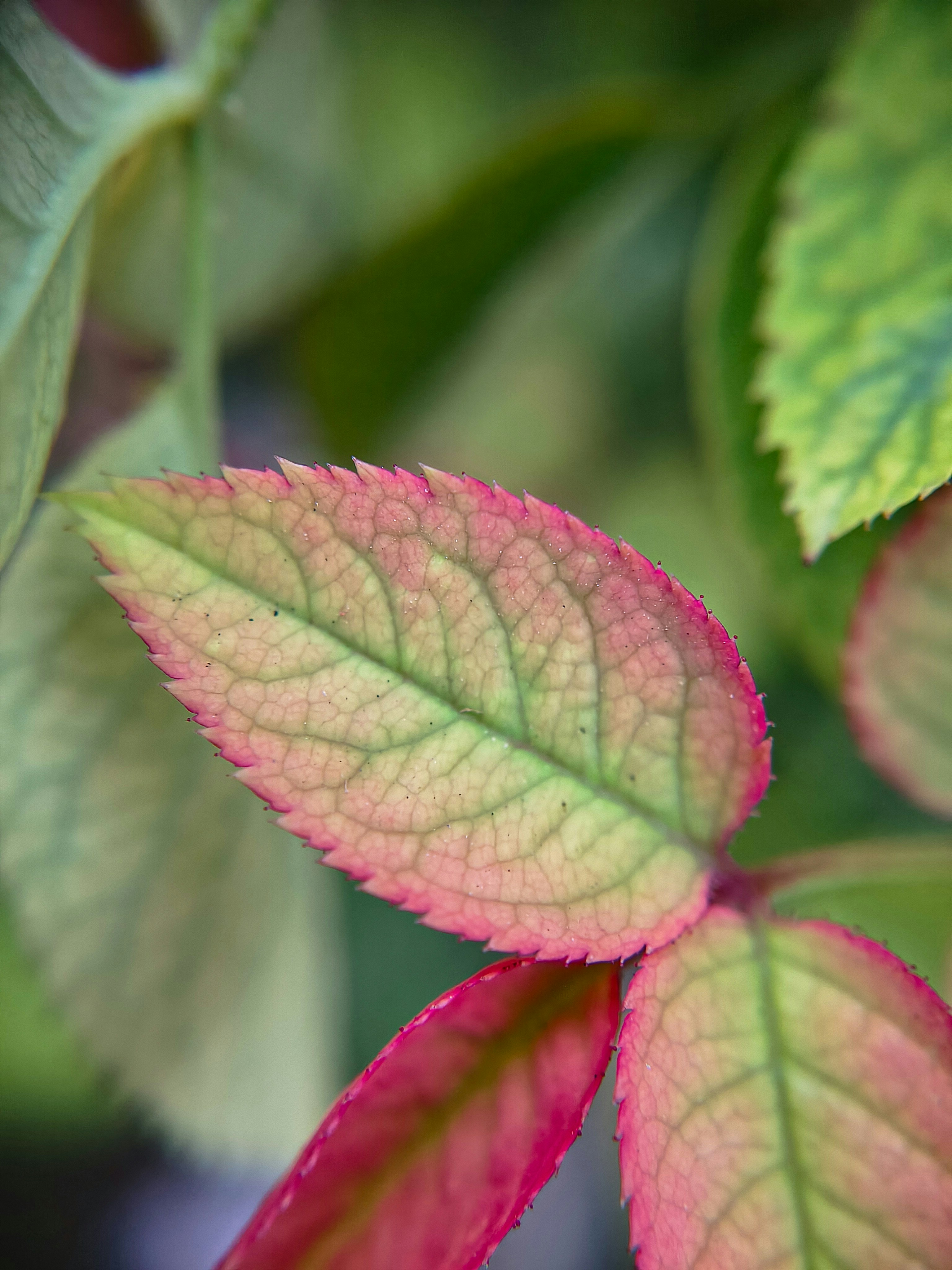 Crimson-edged leaf in a soft garden glow