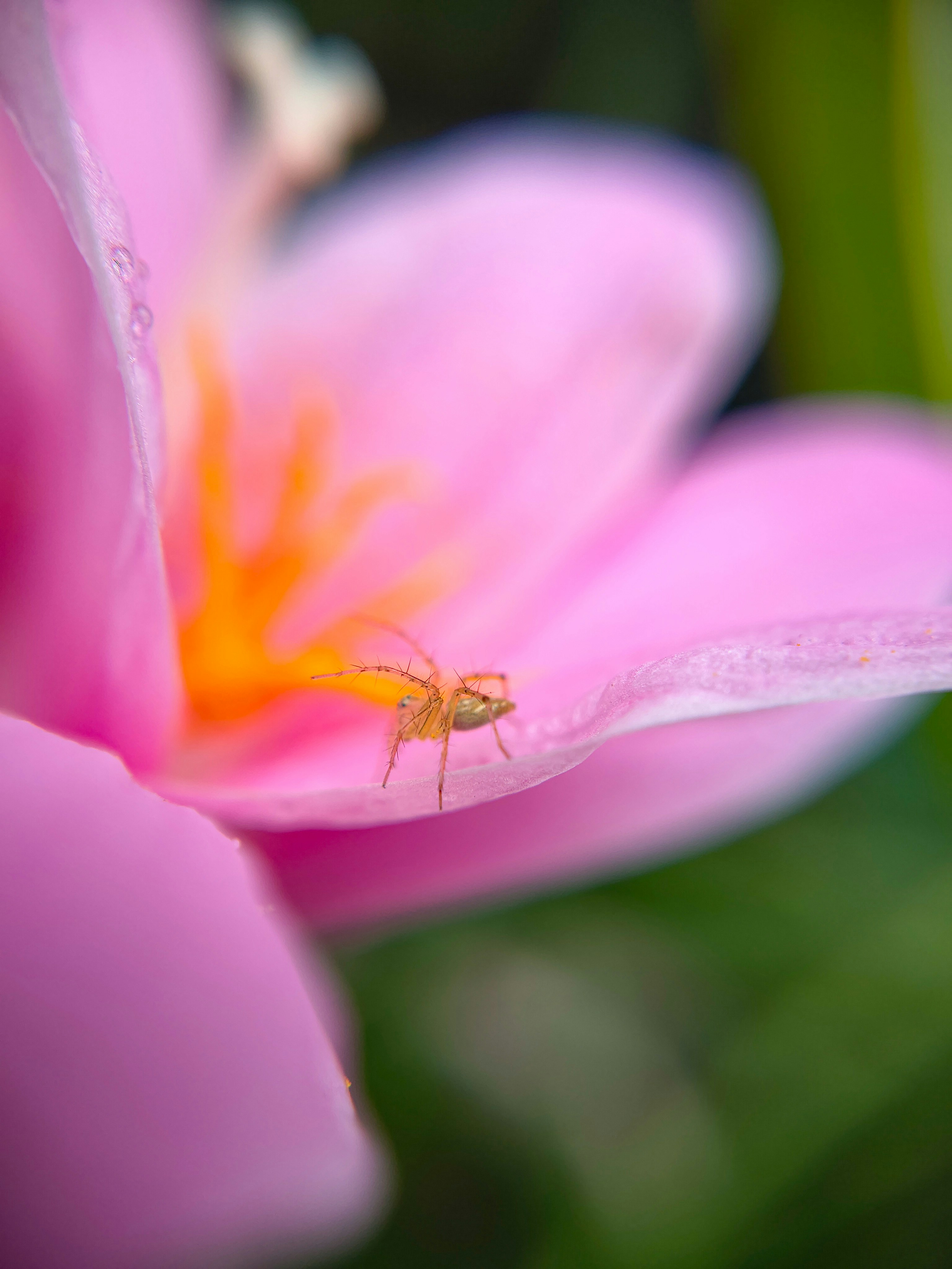 Micro Spotlight: A Hovering Spider on a Pink Petal