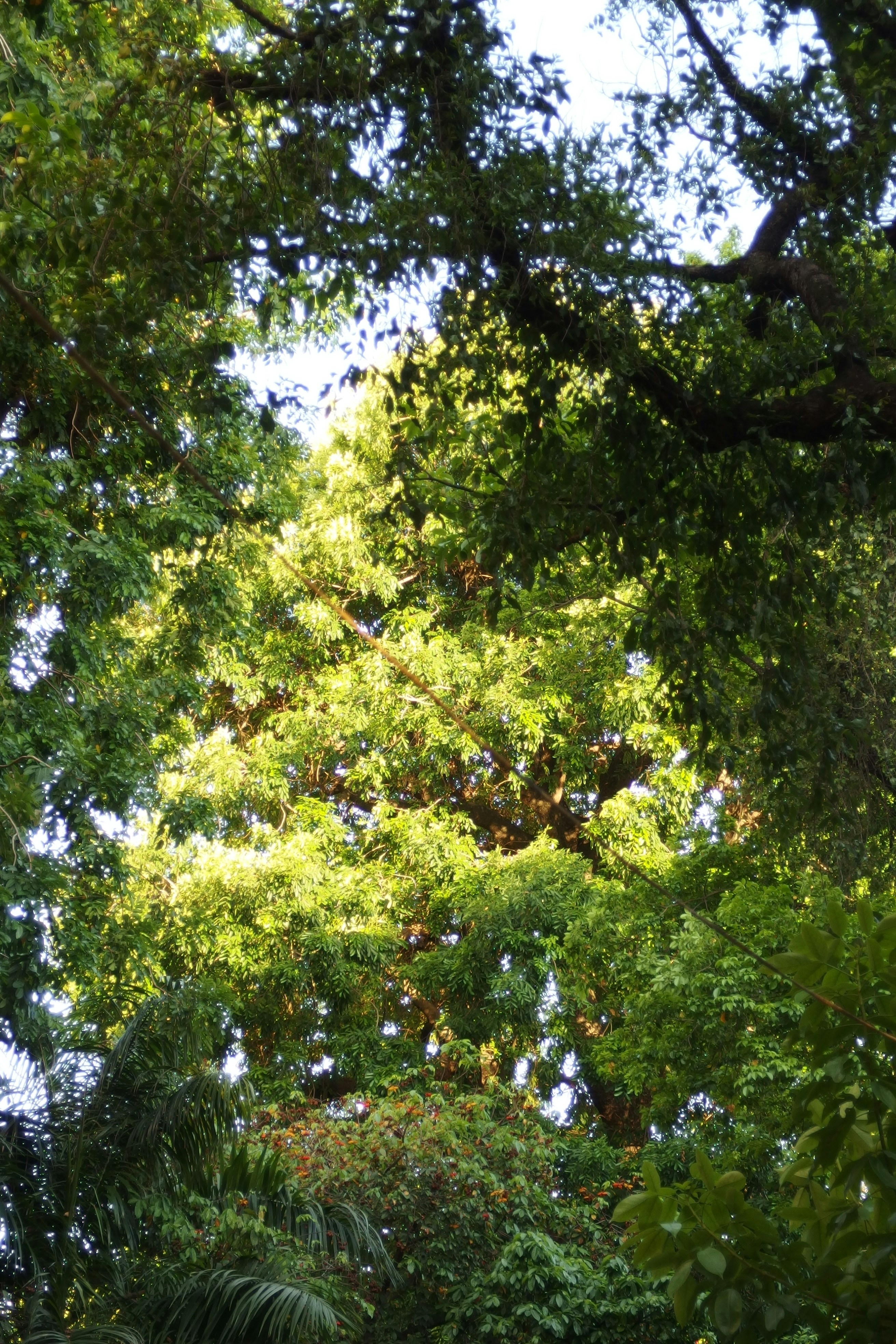 Verdant Canopy Aerial: Sunlit Foliage Through the Branches