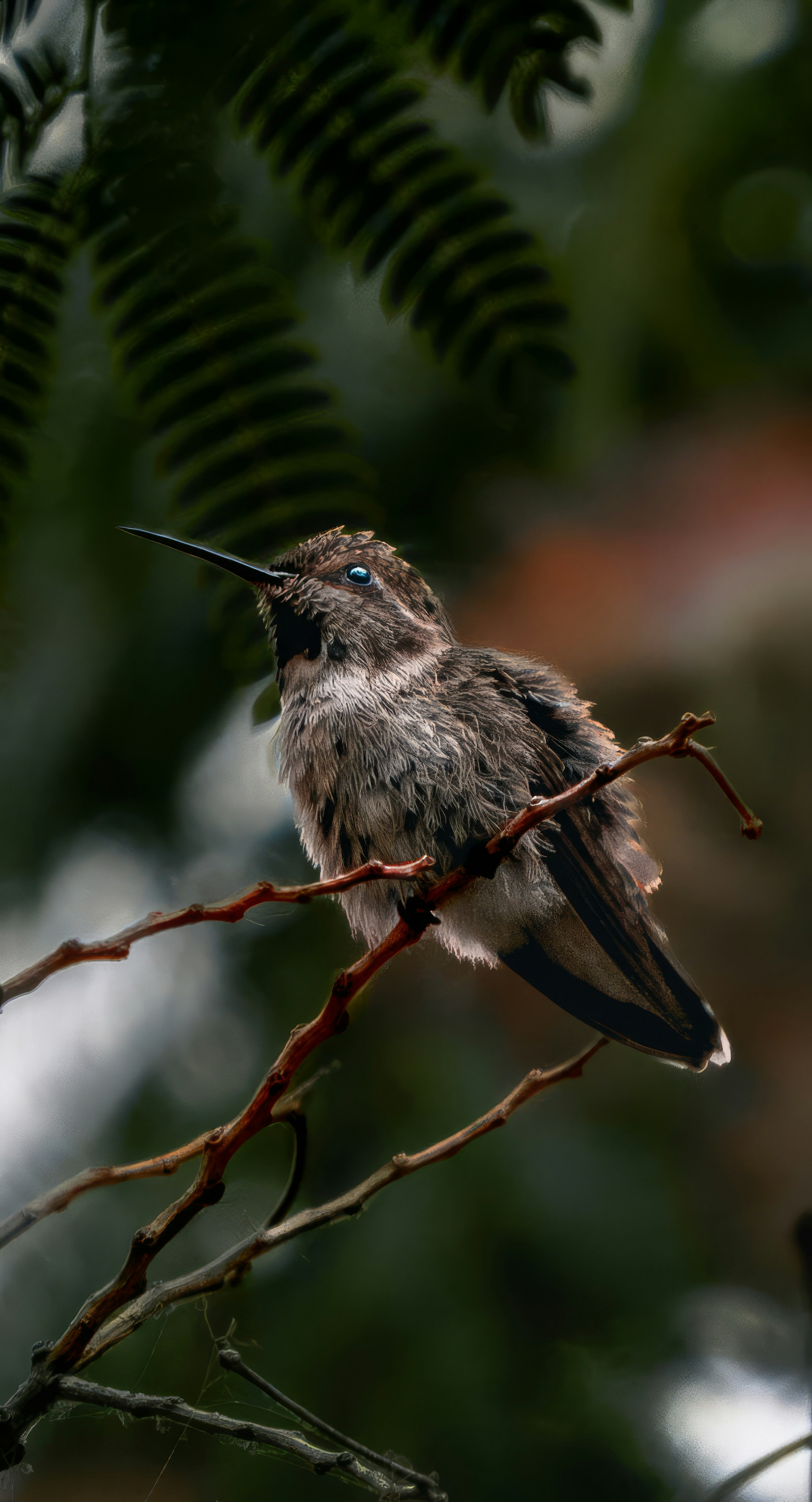 Hummingbird on a Scarlet Branch under a Canopy