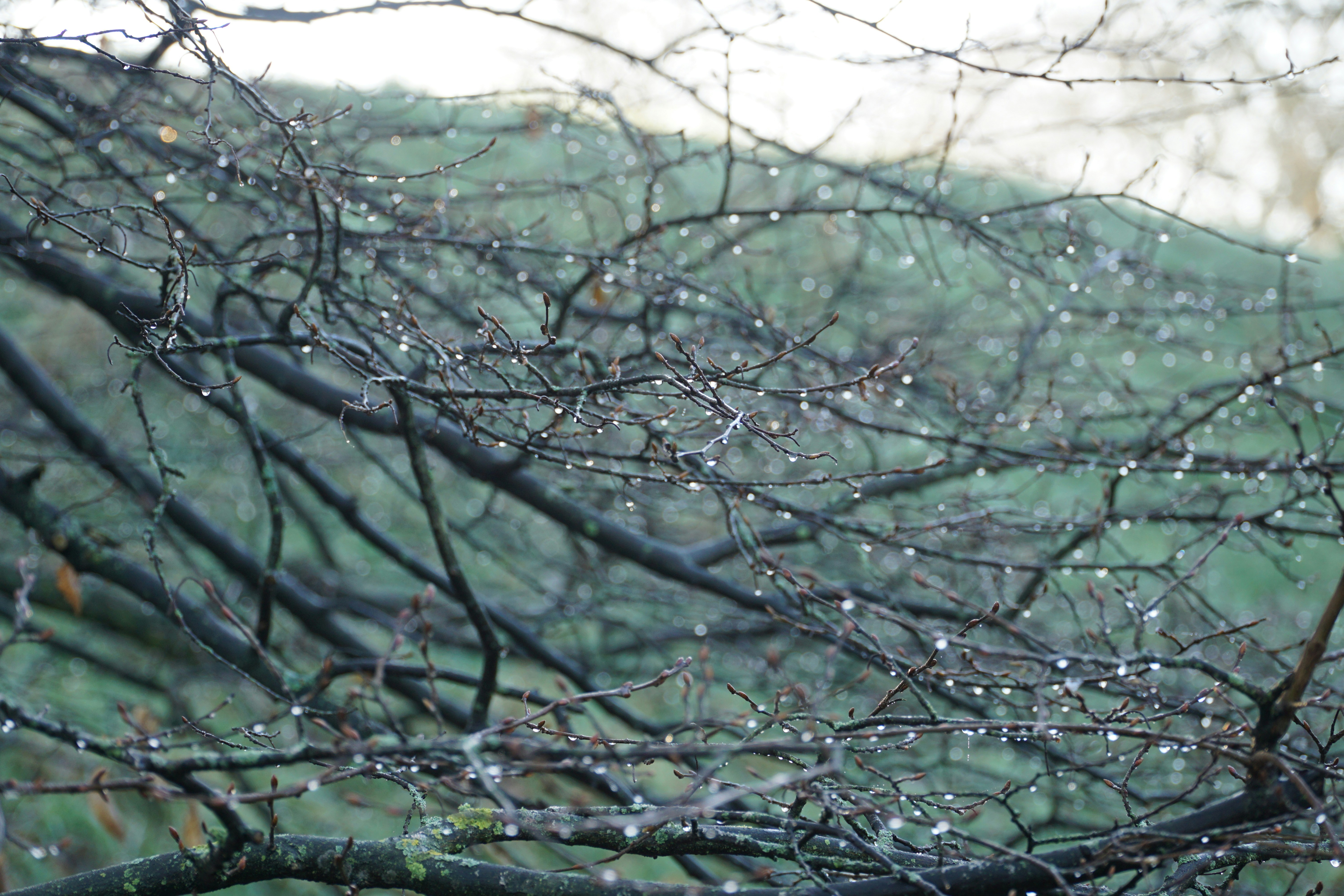 Dew-kissed Network: Winter Branches with Gentle Backlight