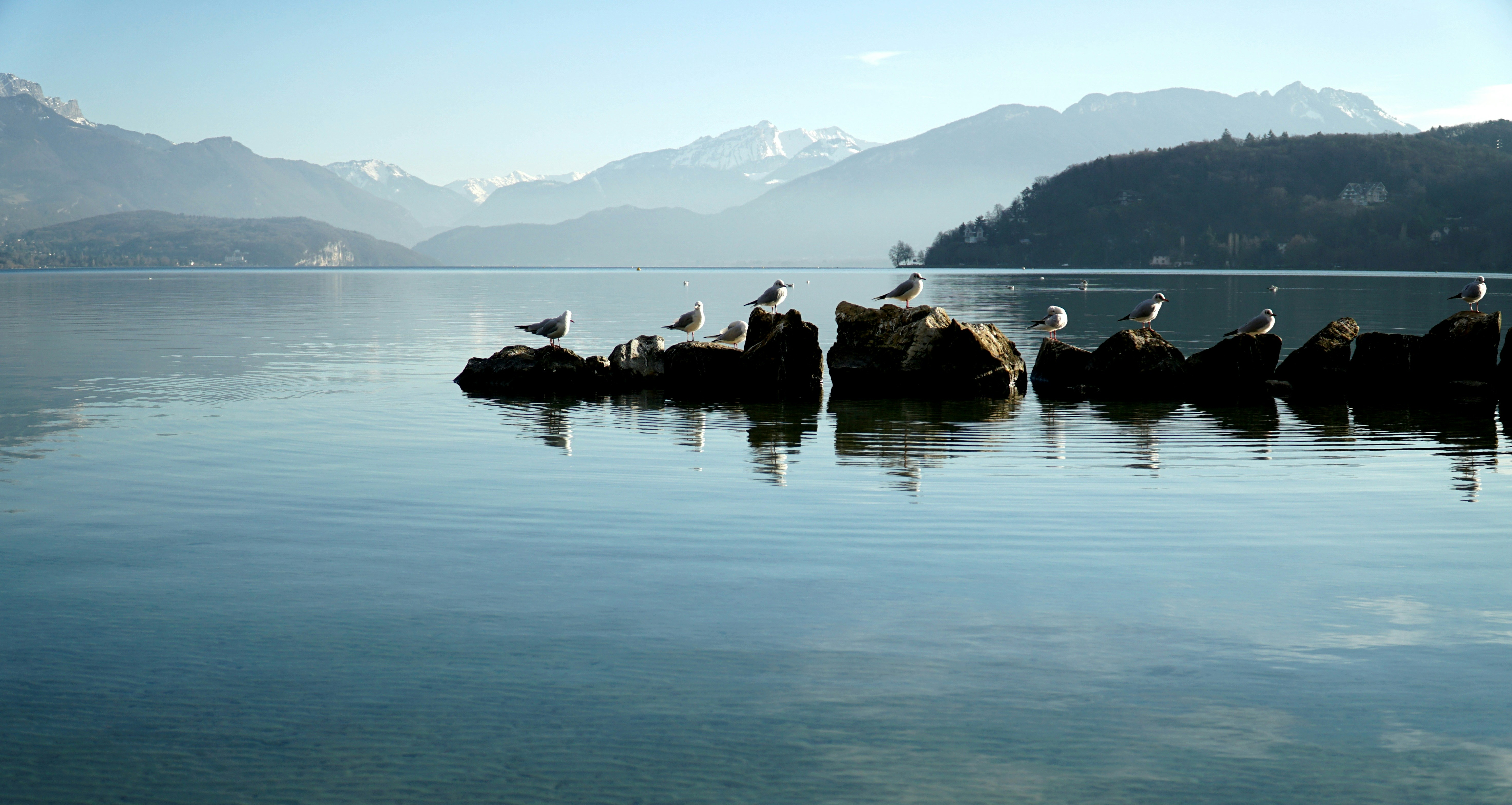 Seabirds at Rest on a Ribbon of Lake