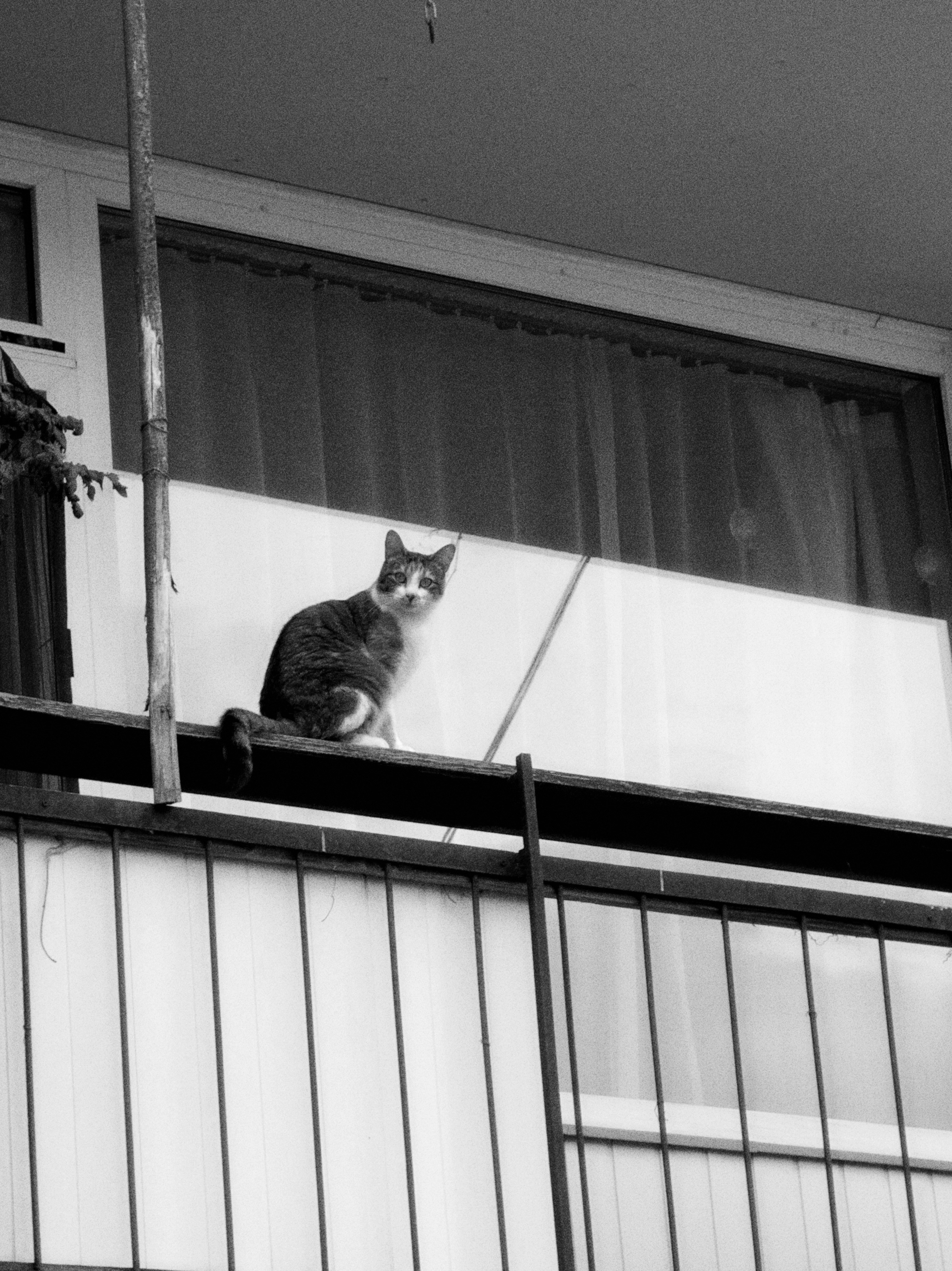 Cat on the Balcony: A Quiet Watch from the Glass Wall