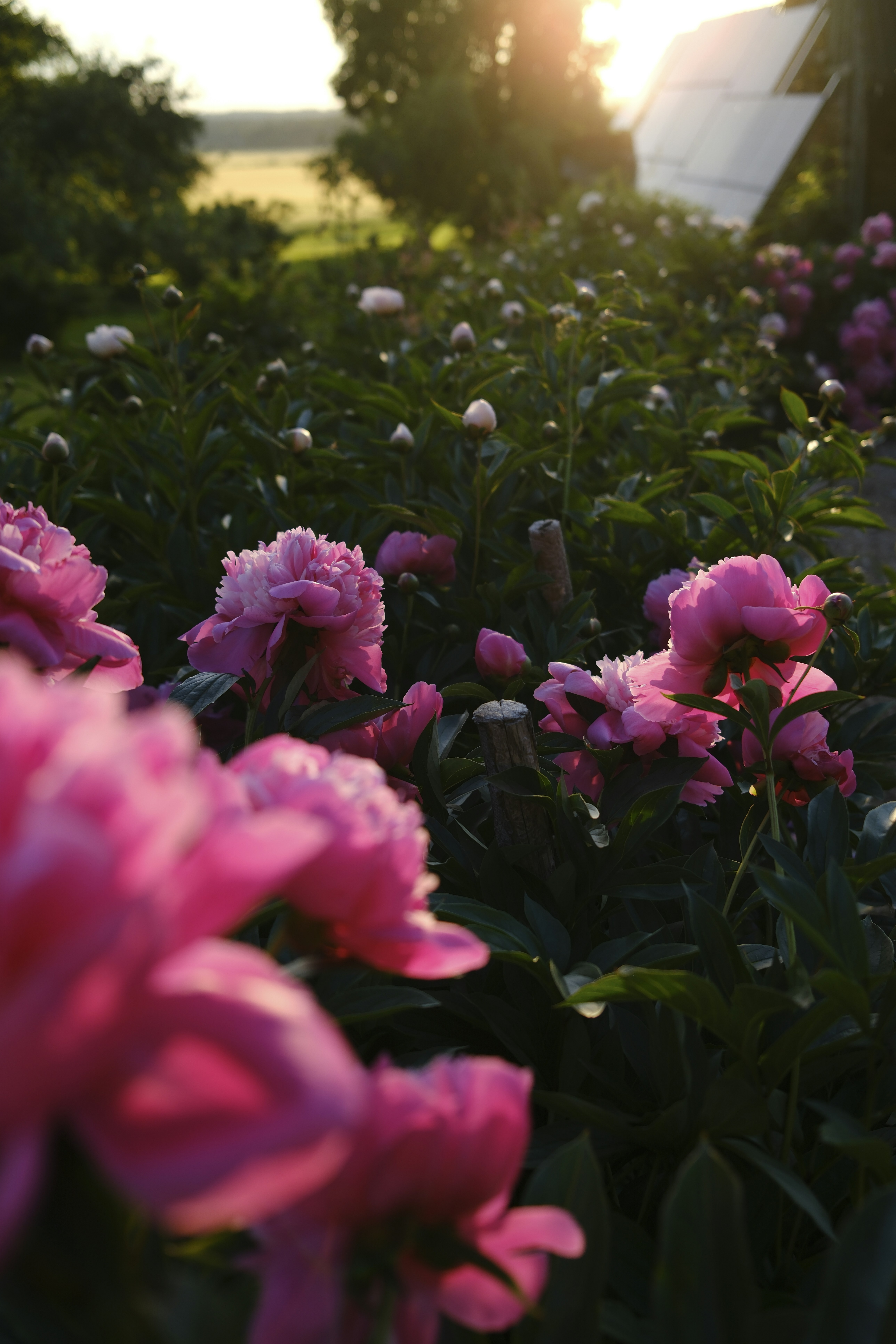 Petaled Blooms at Golden Hour Gate