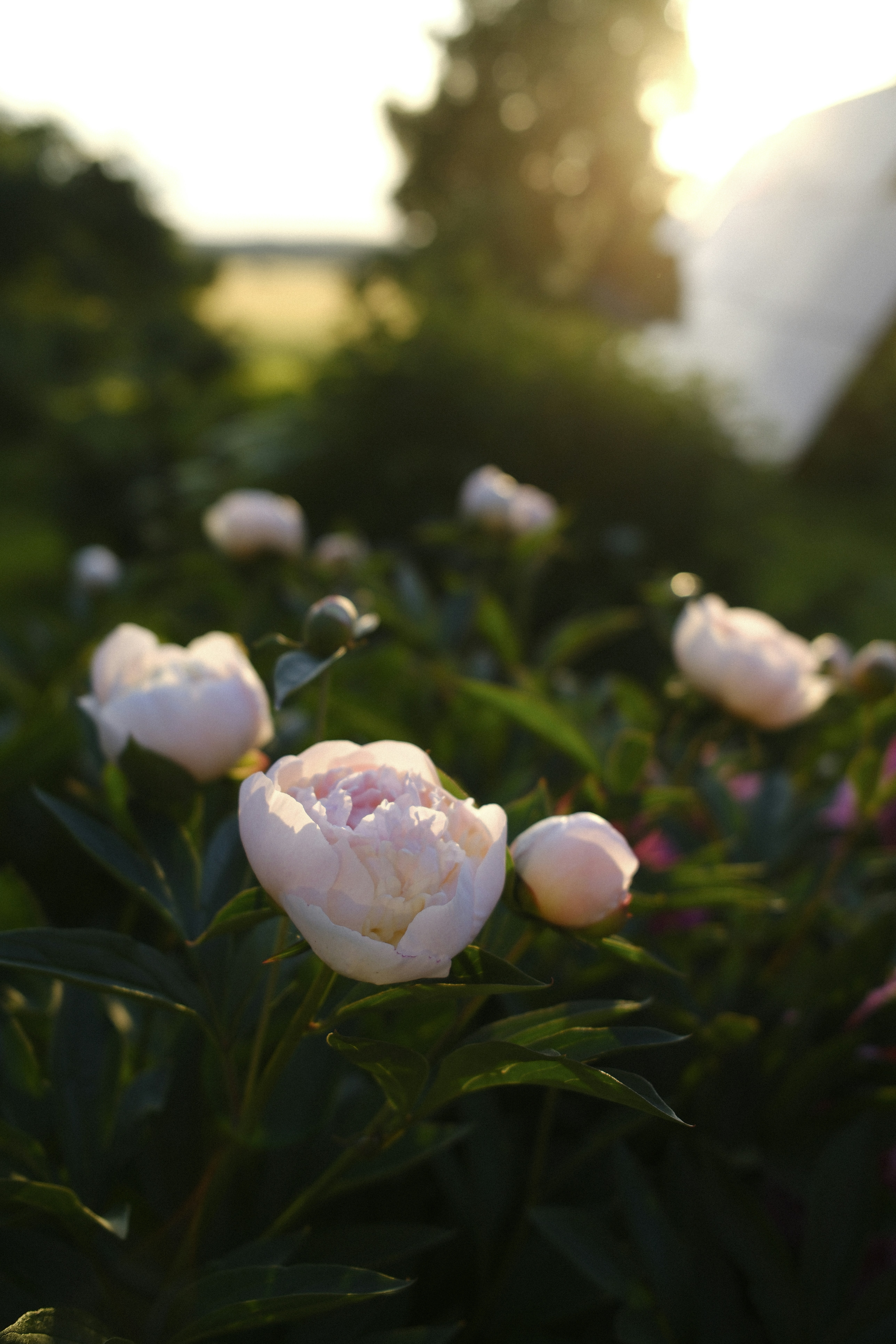 Soft-petal Bouquet in Golden Hour Light