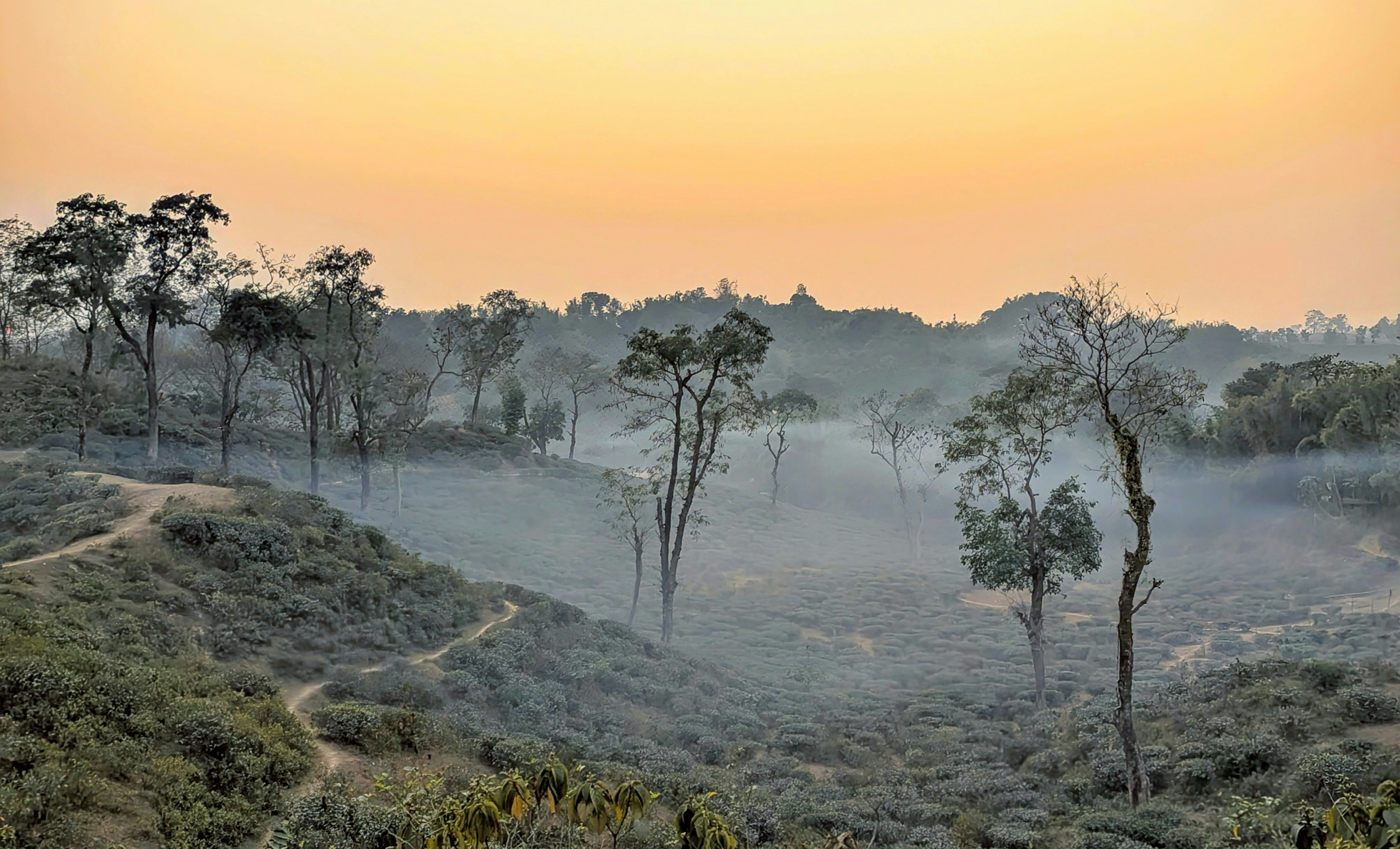 Rolling shrubland under a pale sunrise with distant trees fading into mist. A tranquil landscape scene emphasizing depth and atmosphere.
