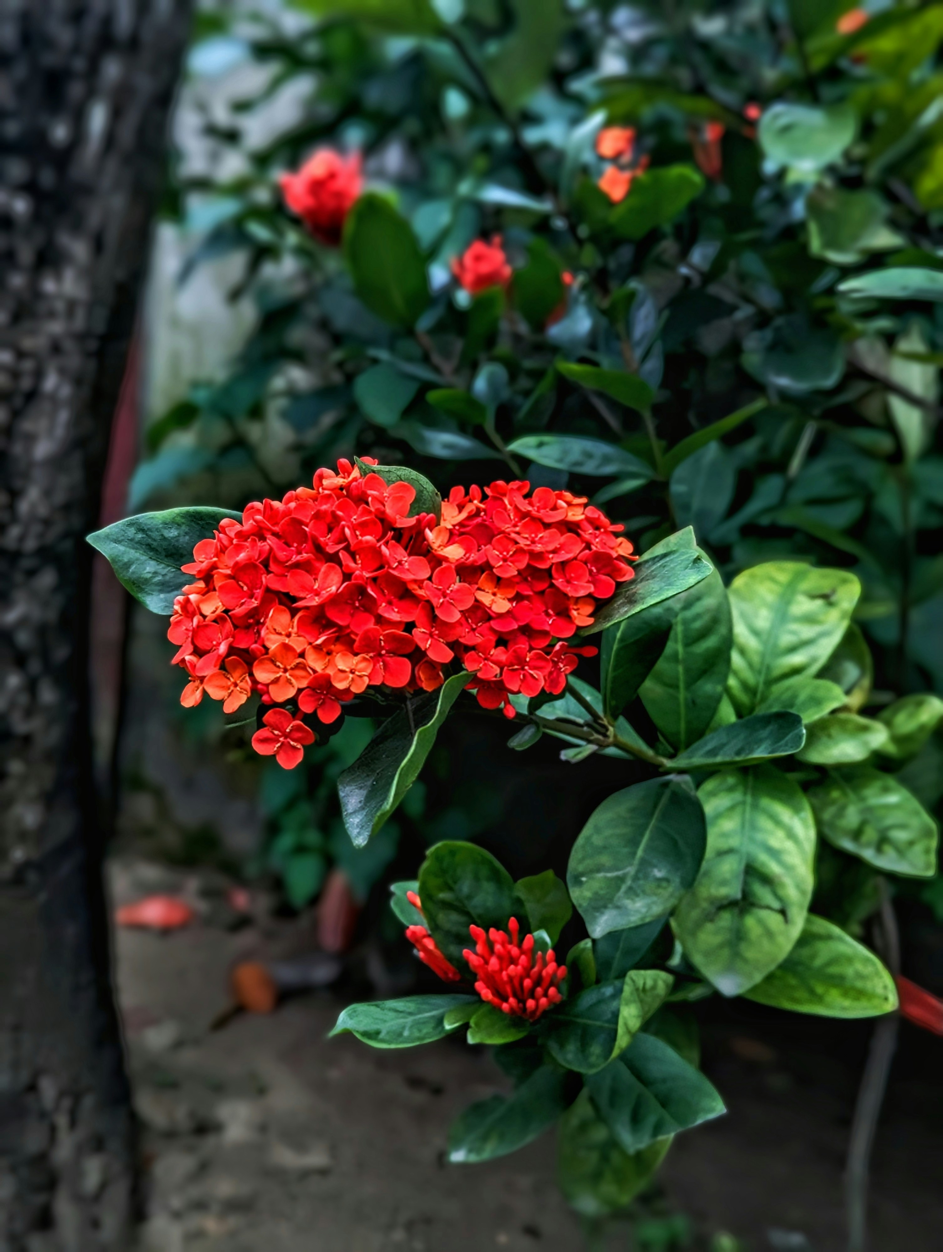 Crimson Hydrangea Cluster Nestled in Verdant Shade