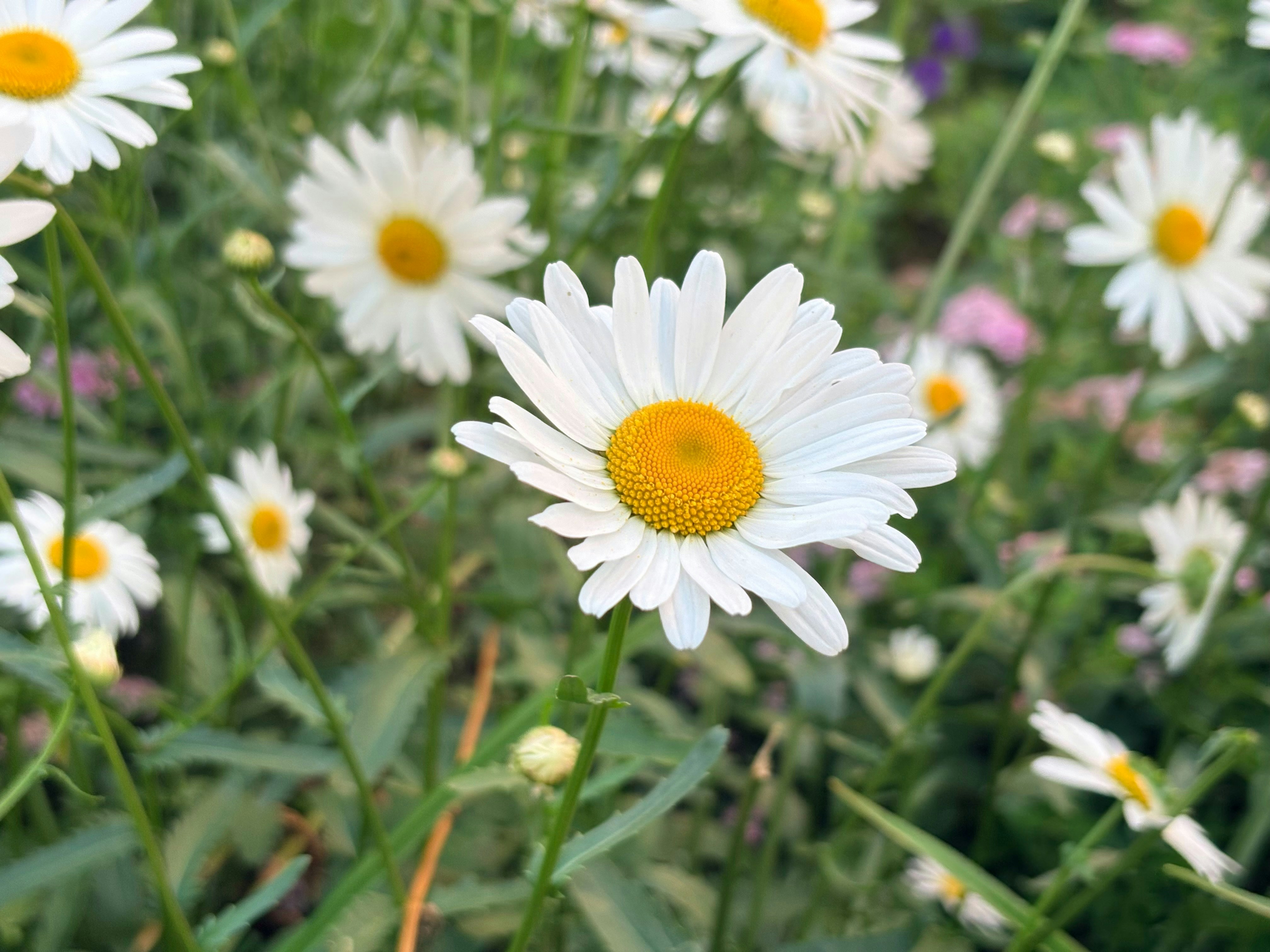 Center Daisy Crown: A Field of White Petals and Sunlit Yellow Cores