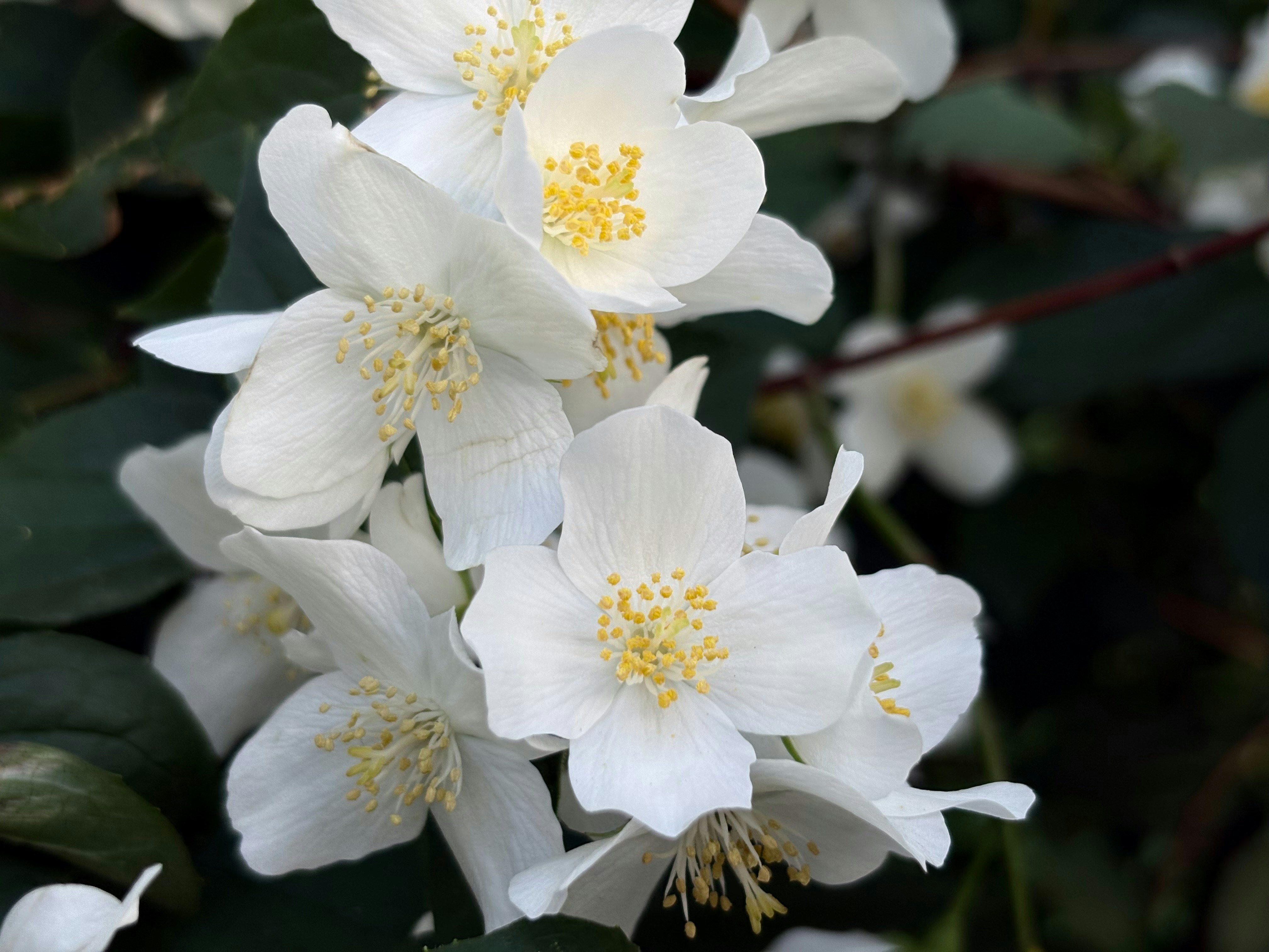 White floral cascade: a cluster of jasmine-like blossoms against dark foliage
