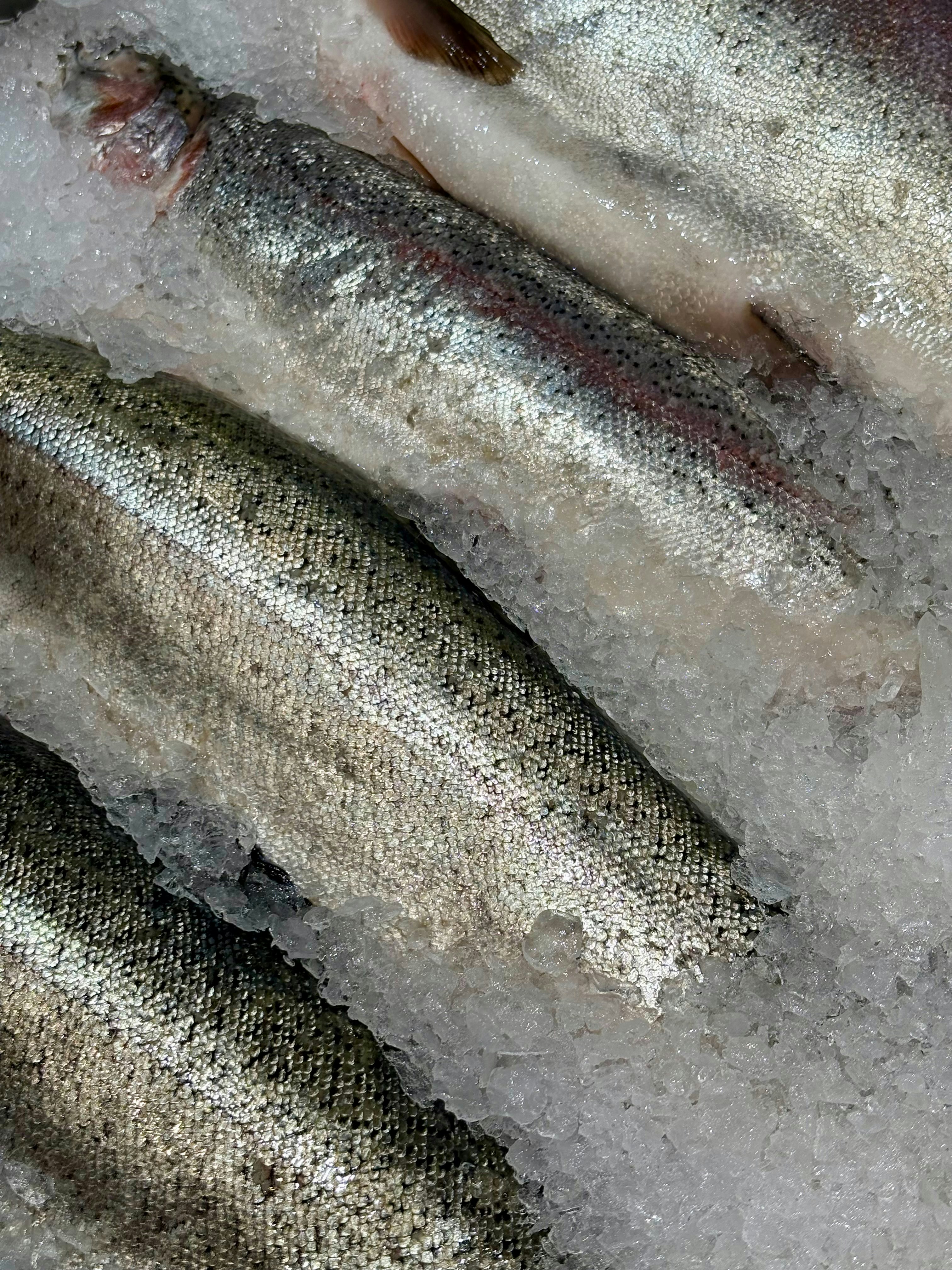 Glazed Scales on Ice: A Row of Fresh River Salmon