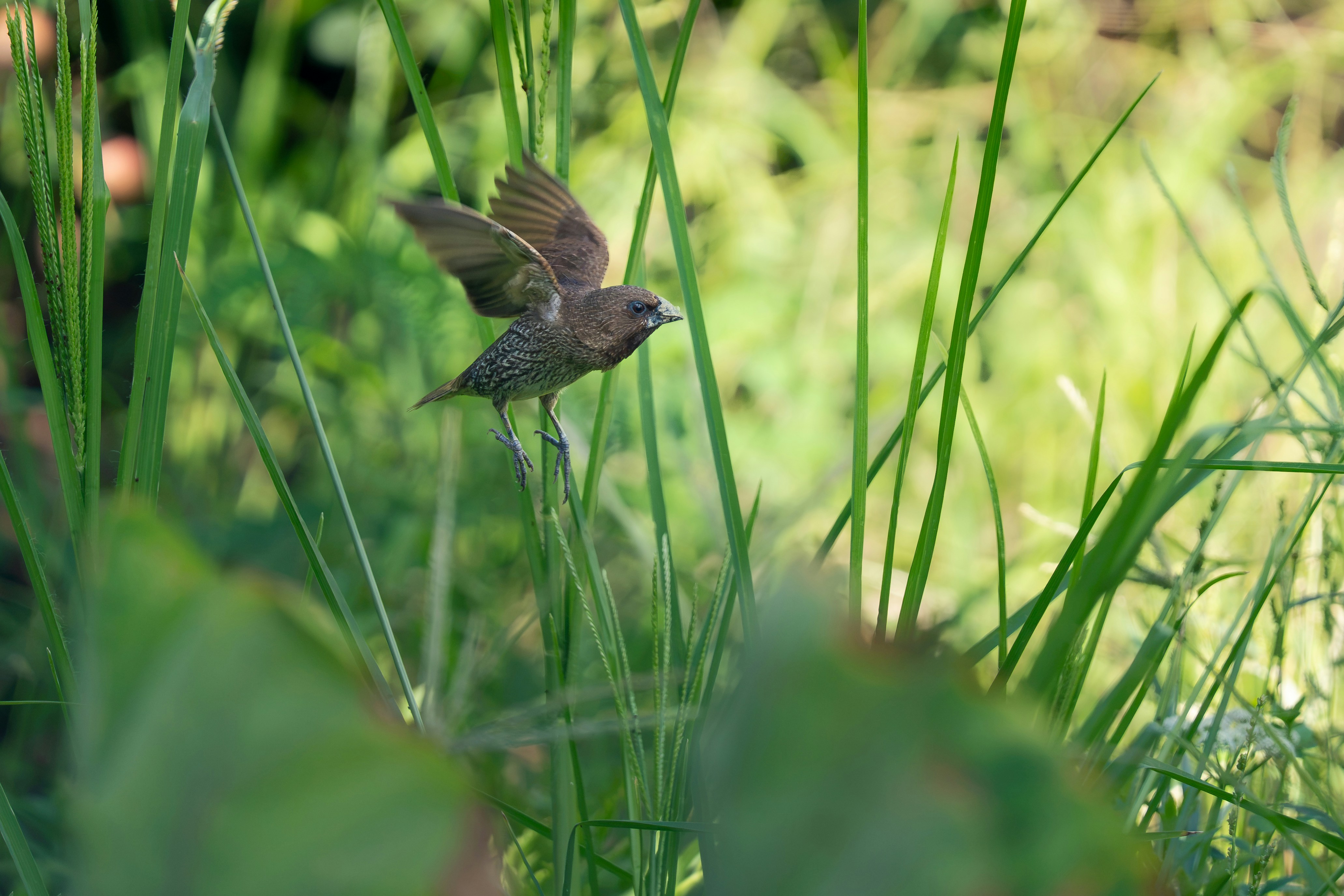 Hummingbird in a Curtain of Green