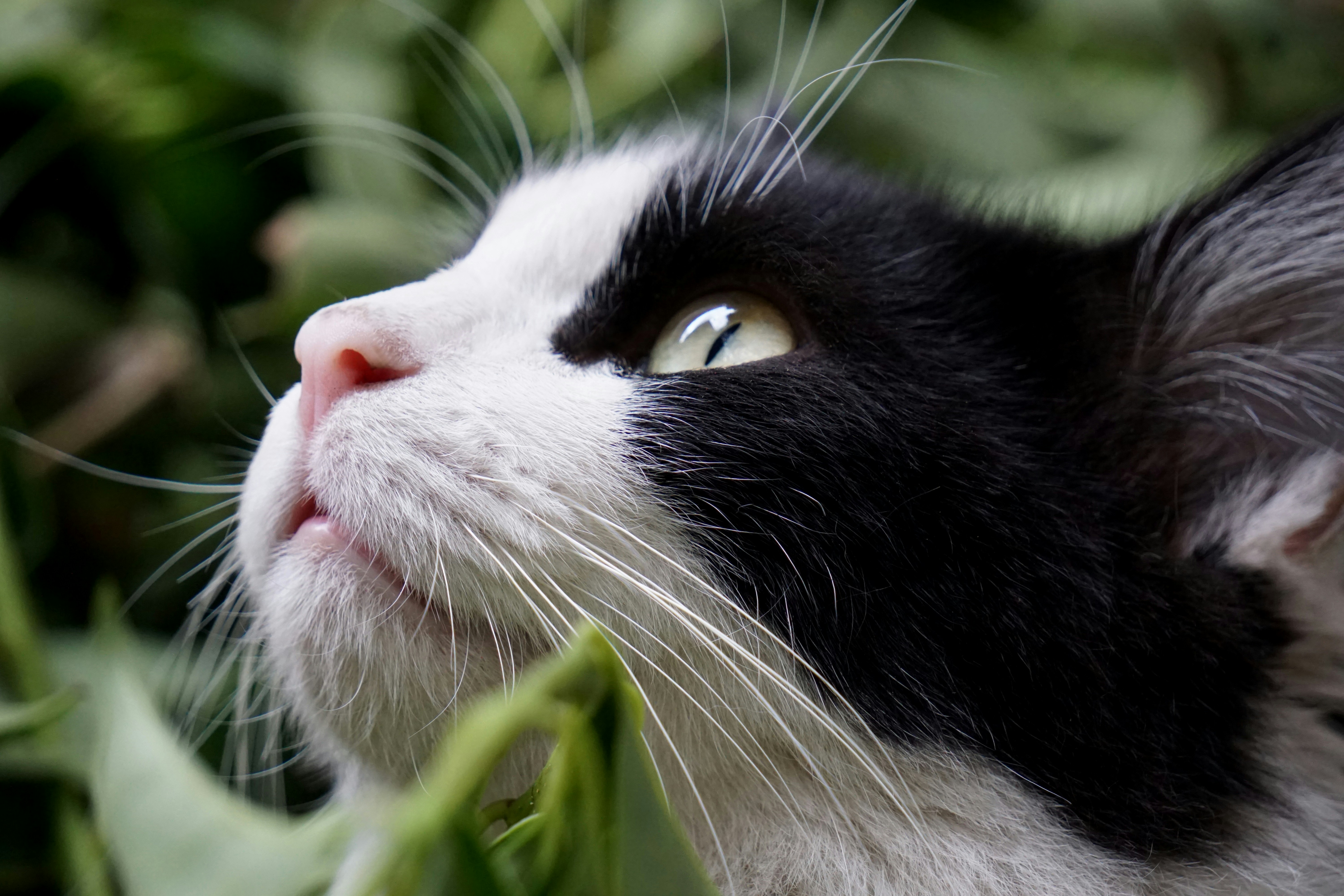 Close-up of a curious black-and-white cat gazing upward