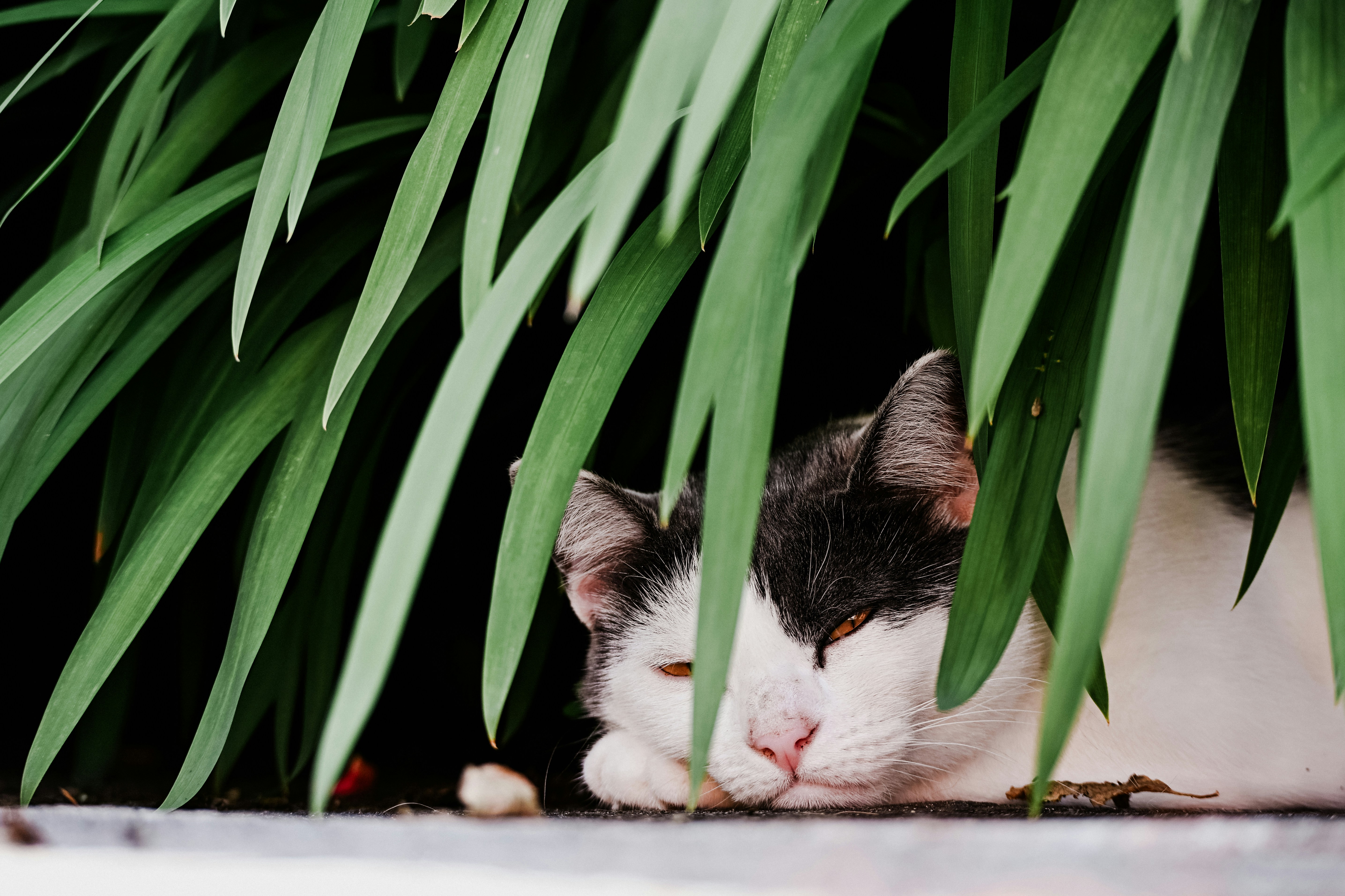 Hidden Nook: a Cat's Quiet Rest Under Shelter of Leaves