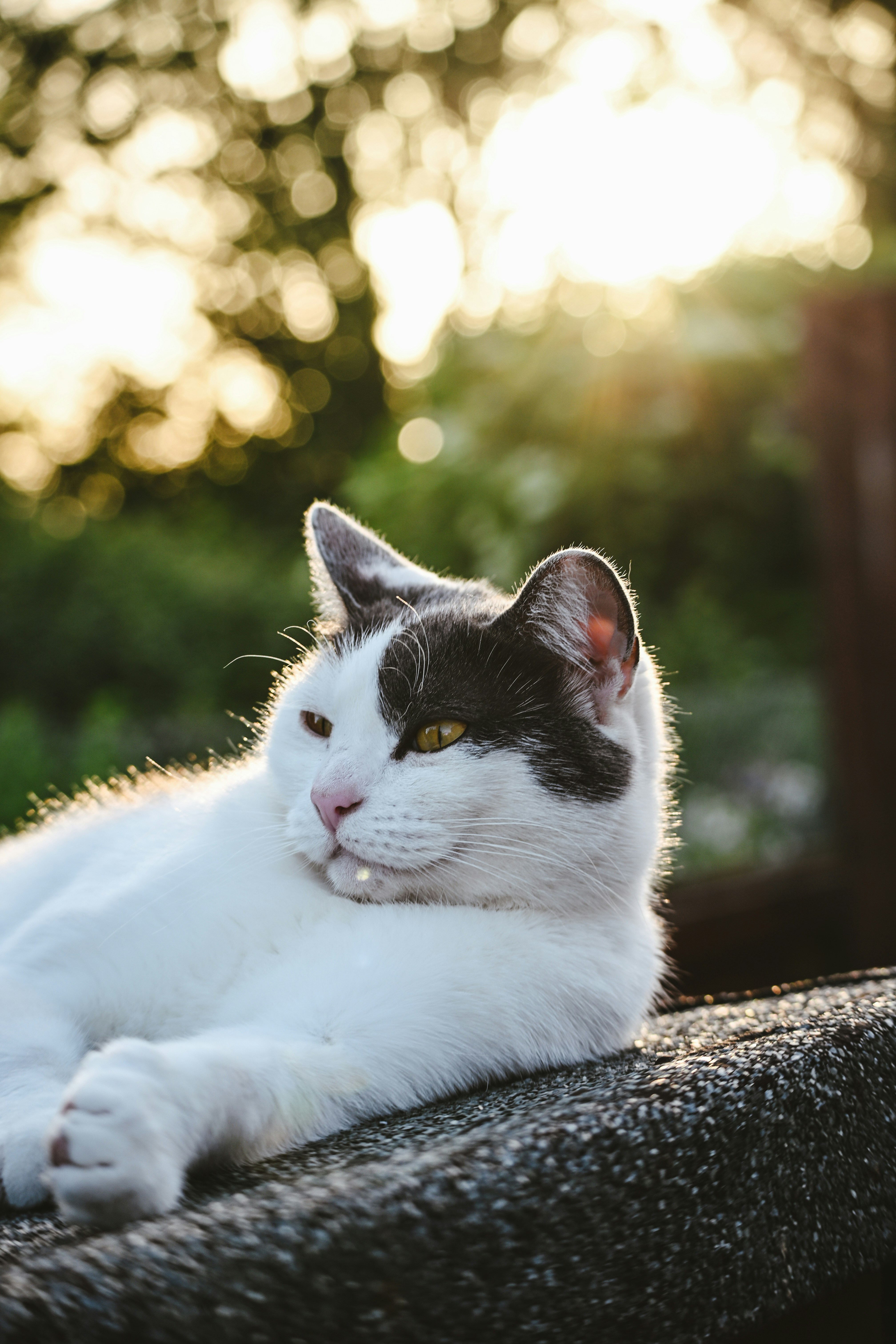 Sunlit Grouser: A Black-and-White Cat Lounges in Golden Light