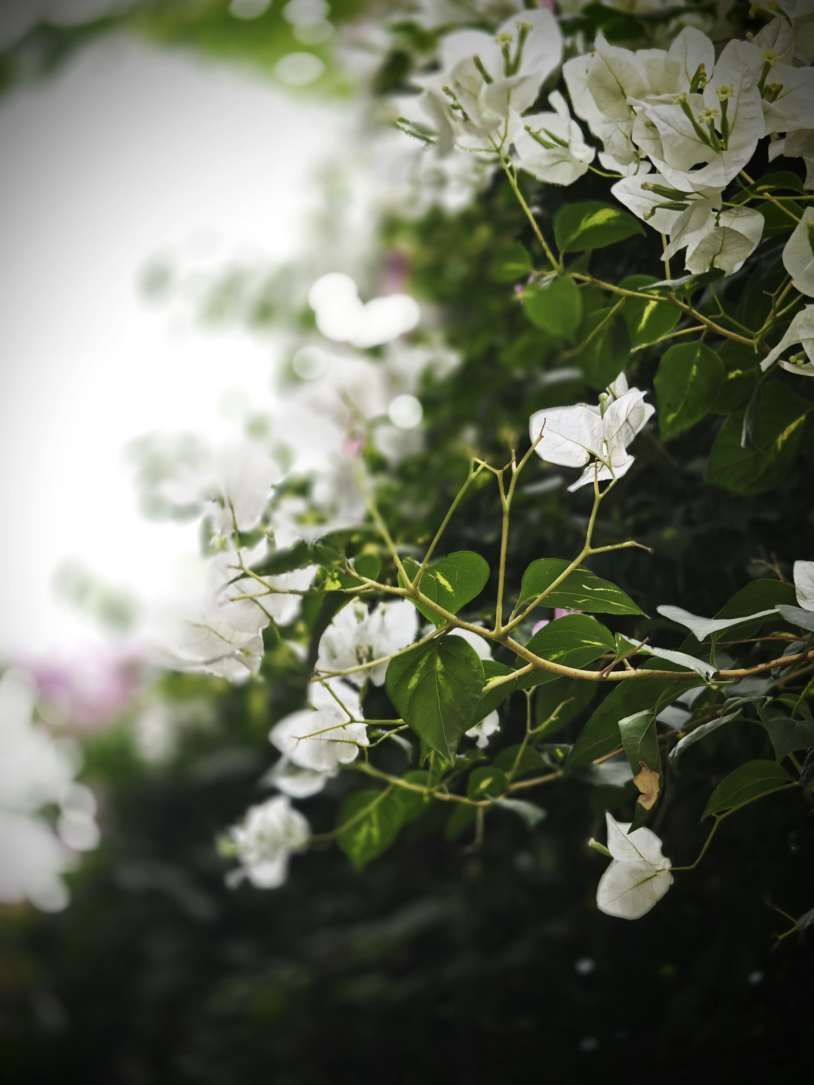 White Bougainvillea Cascade Against Soft Backdrop