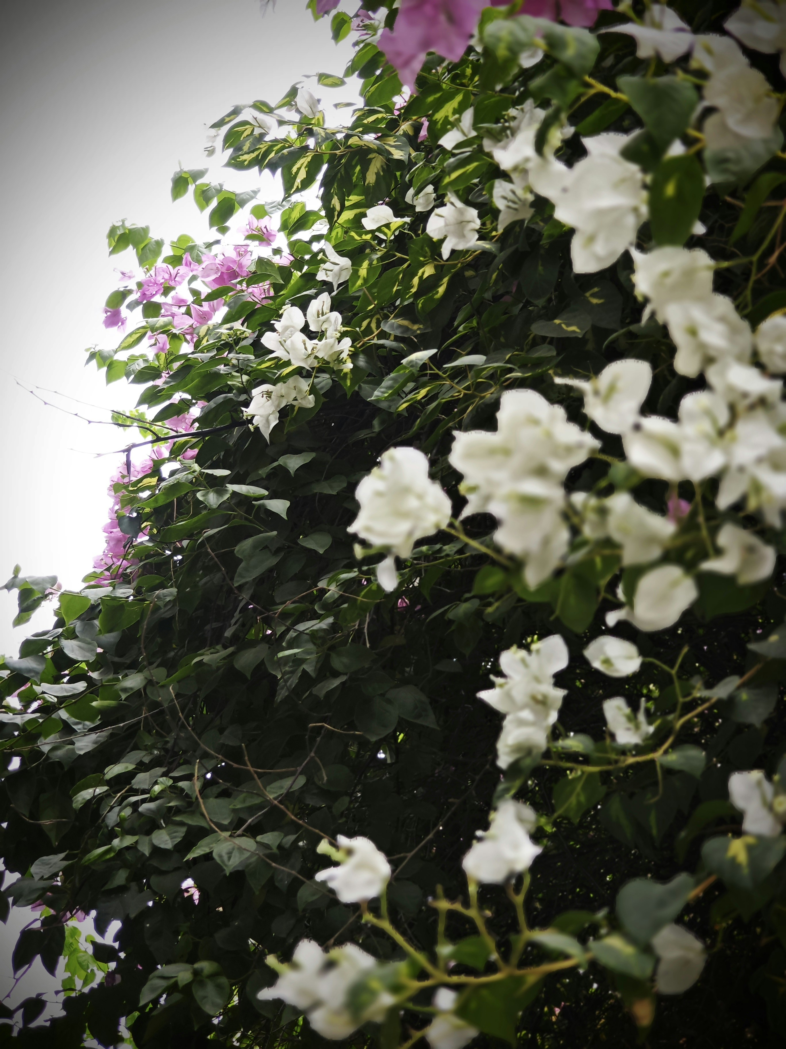 Bougainvillea Cascade with White Blooms