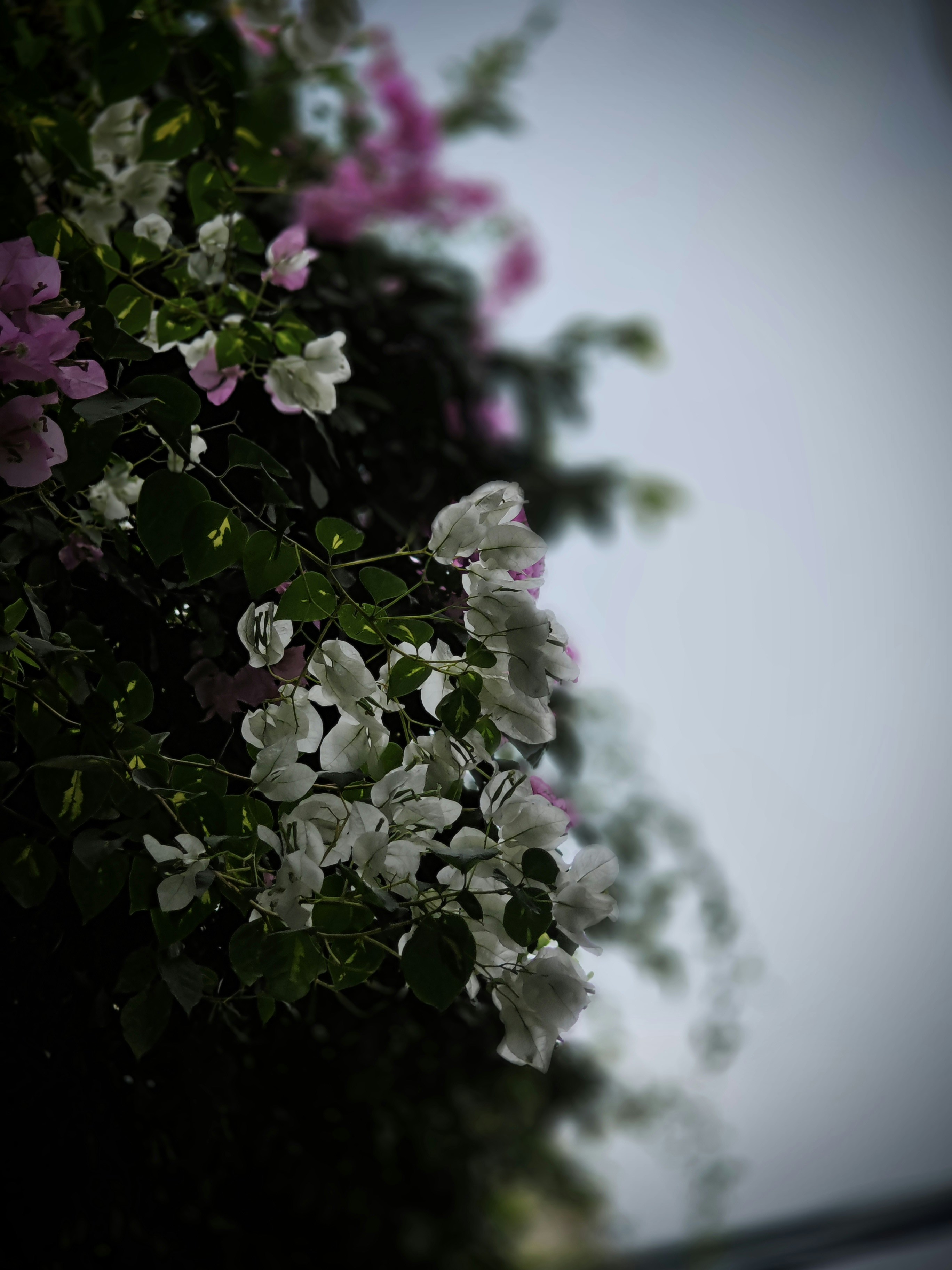 Bougainvillea Cascade at the Edge of Blur