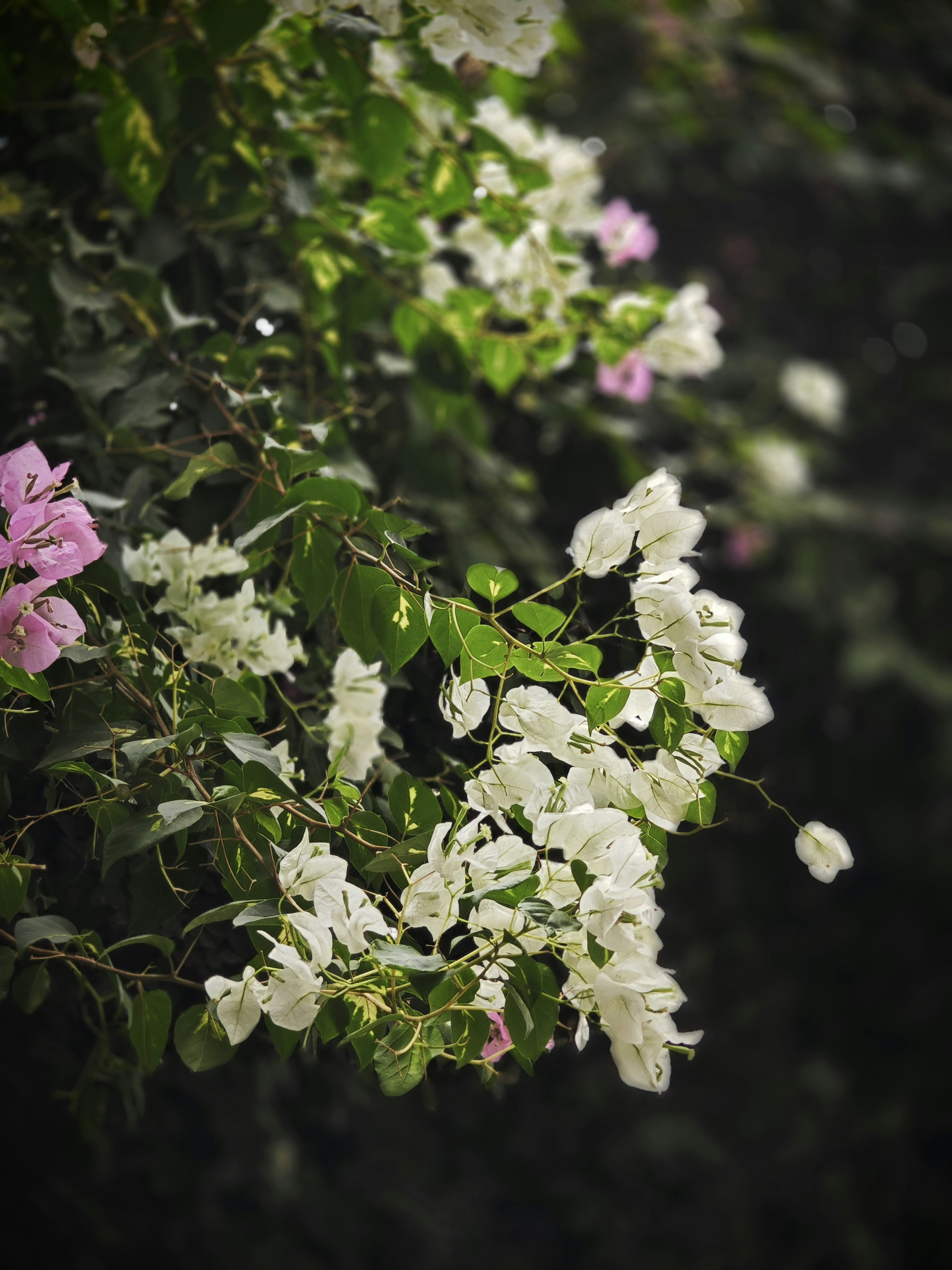 Bougainvillea Cascade in Soft Focus